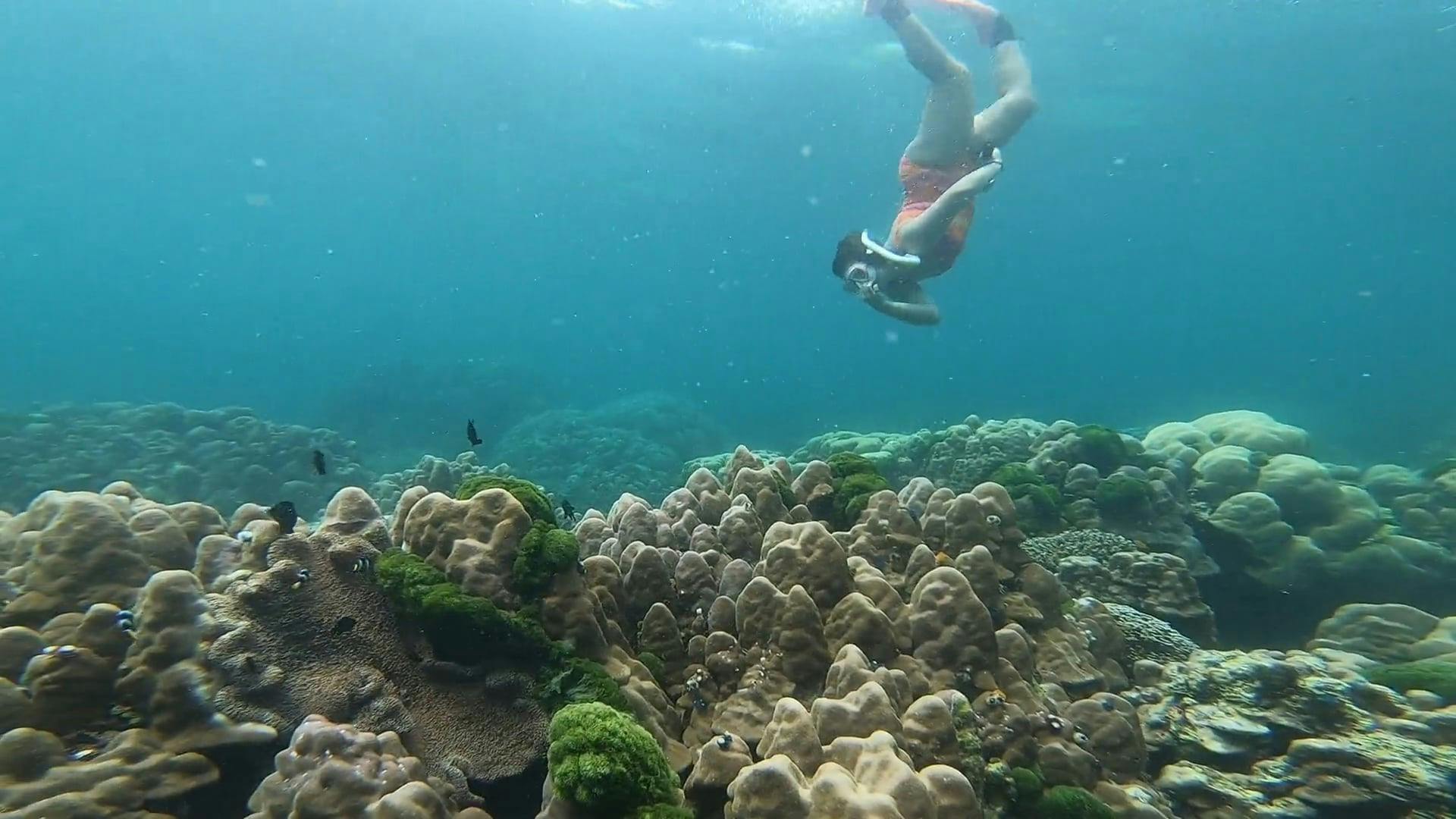 Women Scuba Diving Videos, Download The BEST Free 4k Stock Video ...