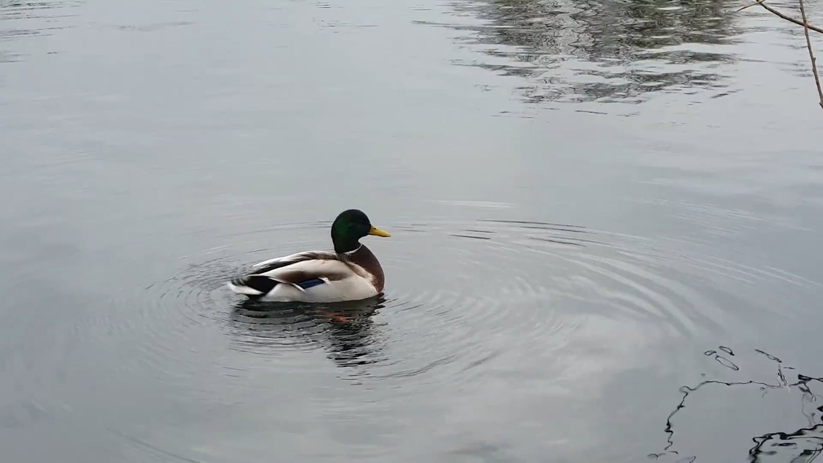 Summer Duck Videos, Download The BEST Free 4k Stock Video Footage ...