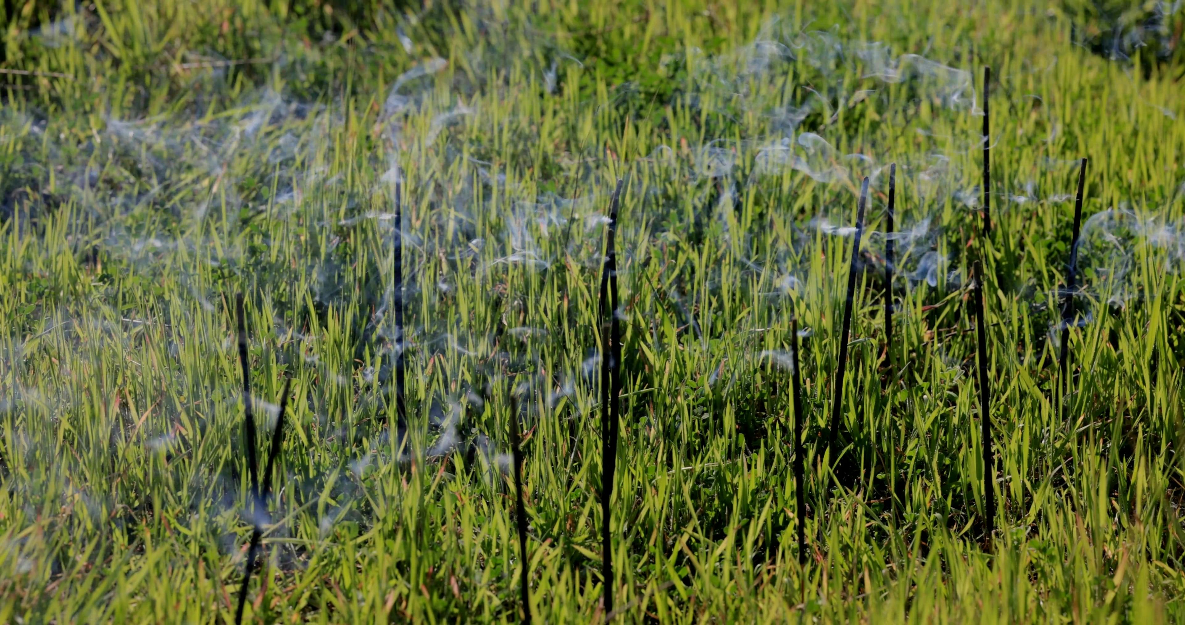 A Smoking Incense on the Grass Free Stock Video Footage, Royalty-Free ...