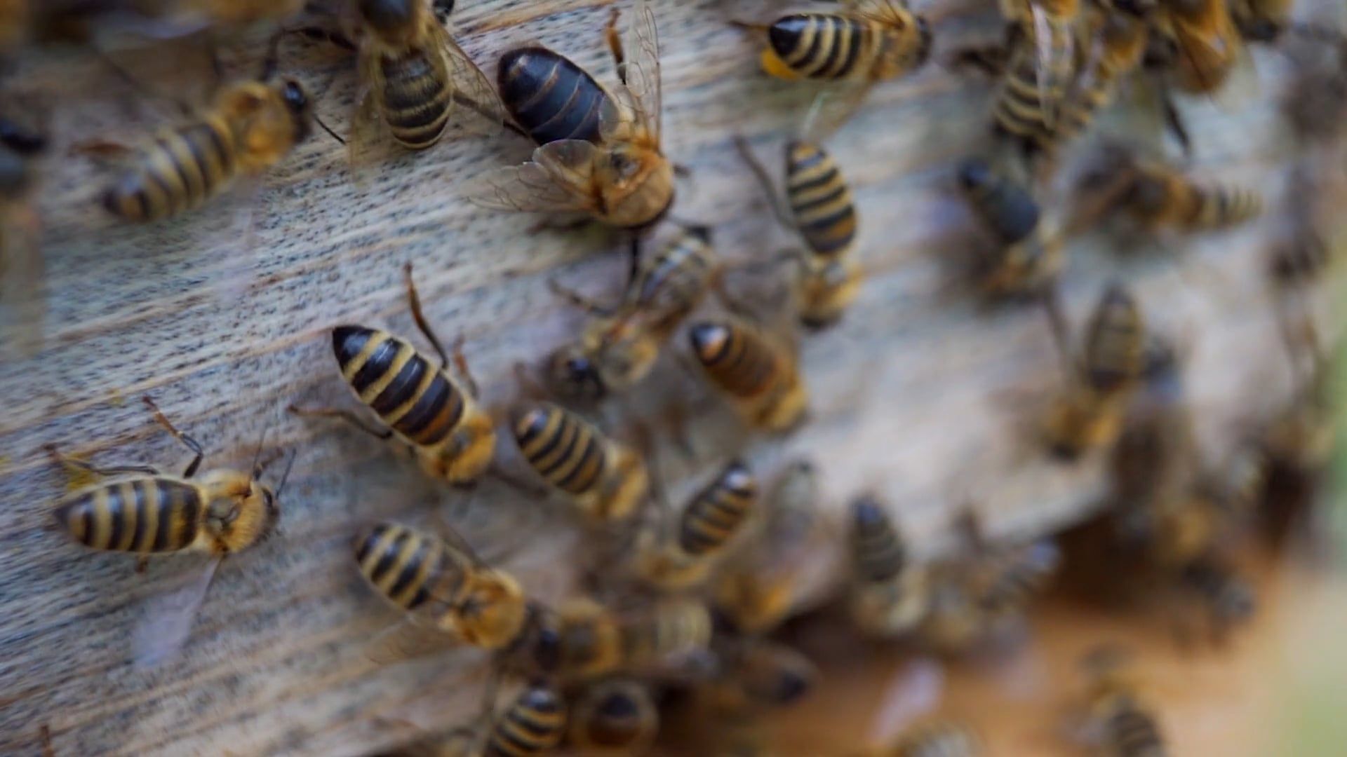 Close Up Shot of Bees · Free Stock Video