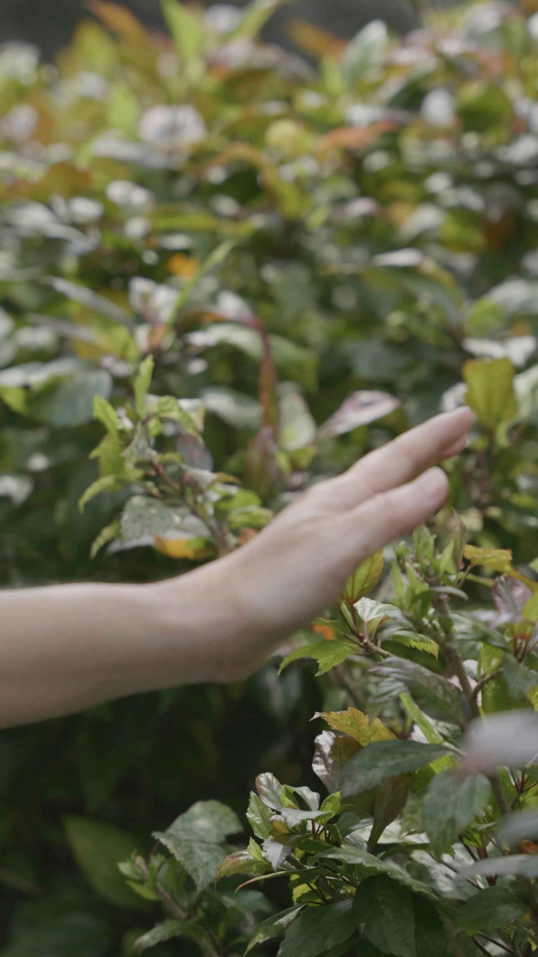A Person Touching Plants Free Stock Video Footage, Royalty-Free 4K & HD ...