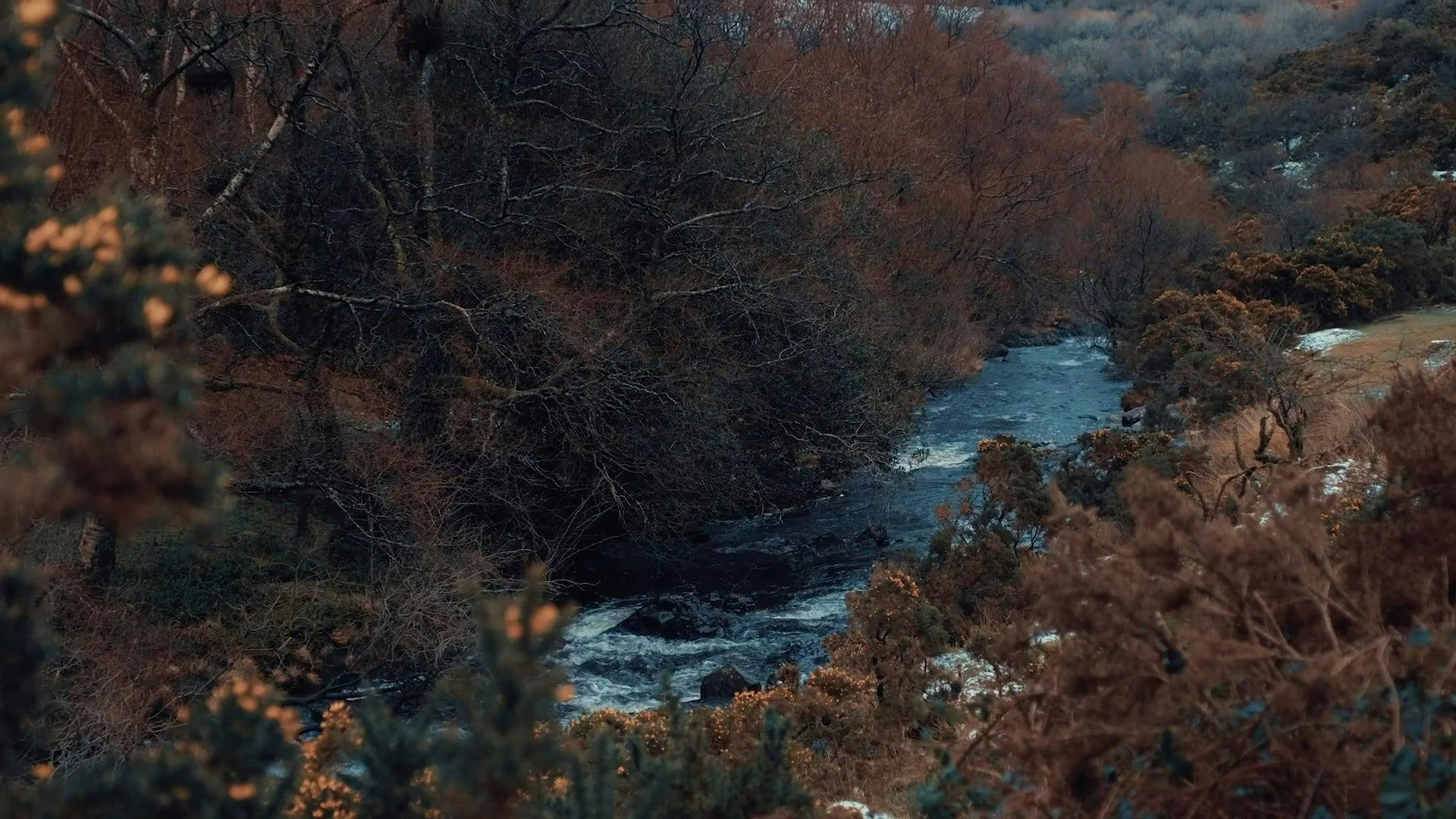 River Flowing Through the Forest · Free Stock Video