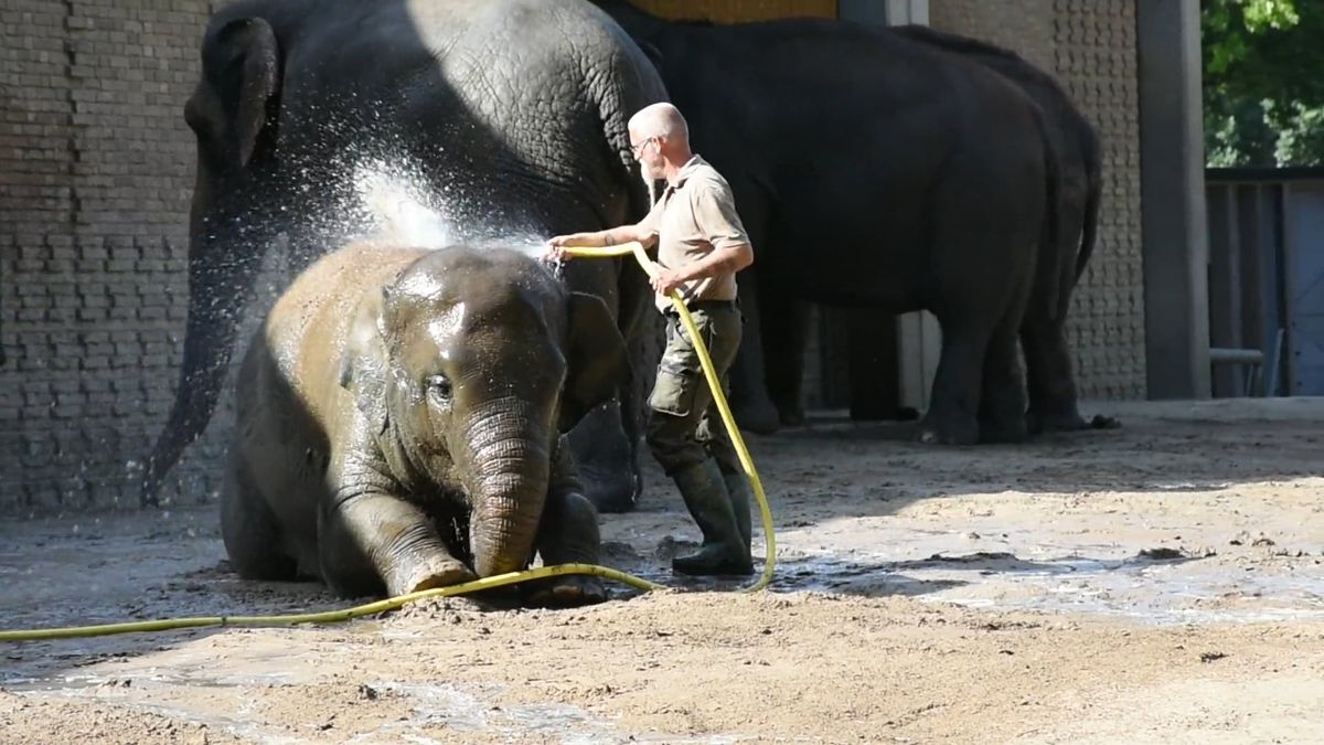 Los mejores 3000+ vídeos de Animales Graciosos · Banco de Imágenes ...