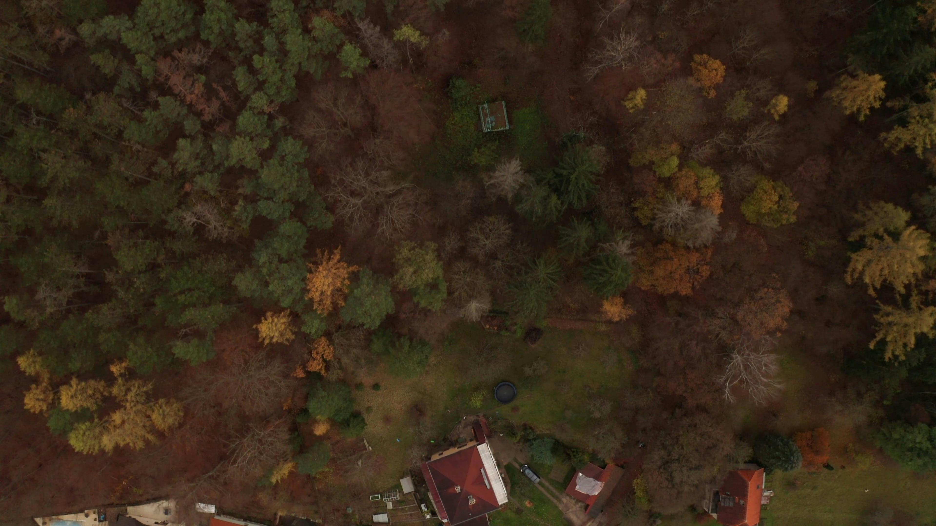 Bird's Eye View Of Trees · Free Stock Video