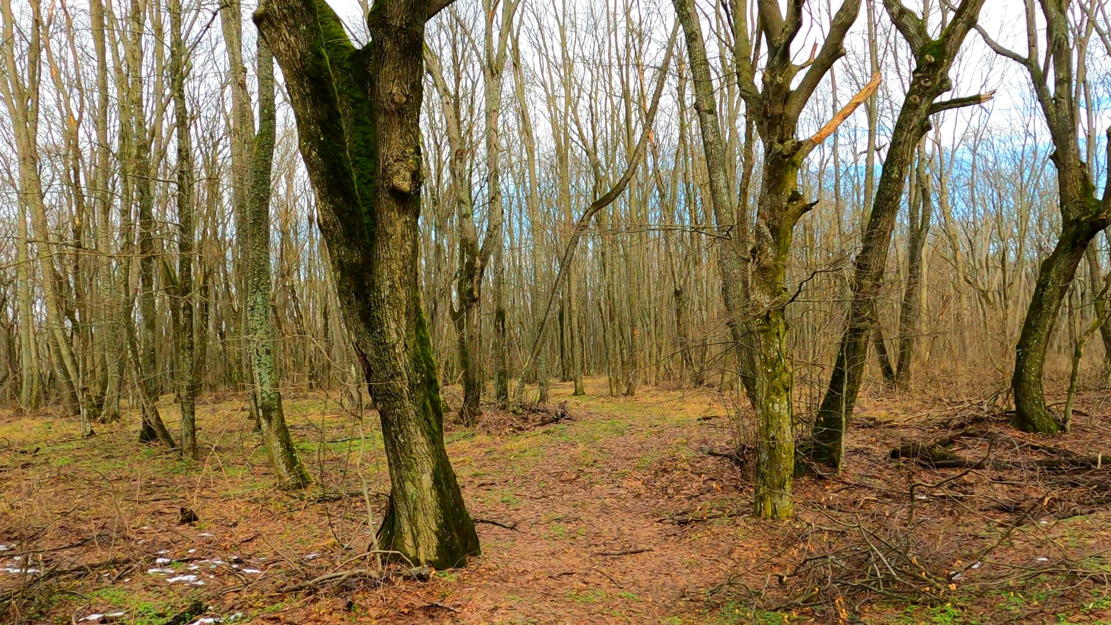 Walking Path Horizontal In Trees Videos, Download The BEST Free 4k ...