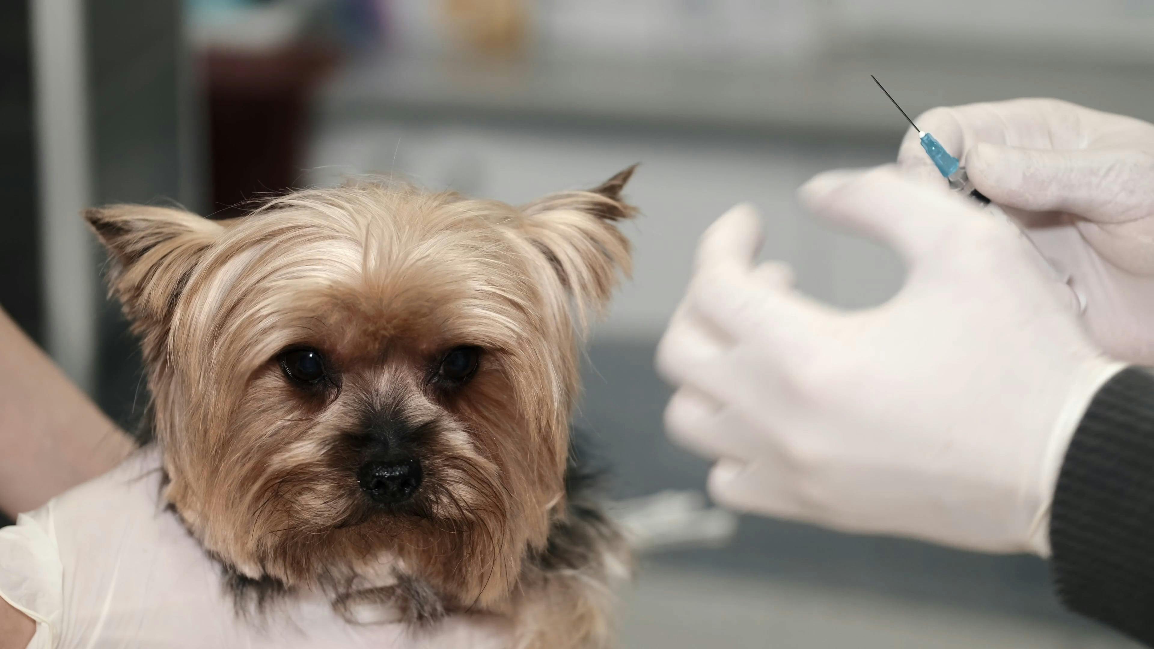 Dog Injection Videos, Download The BEST Free 4k Stock Video Footage ...