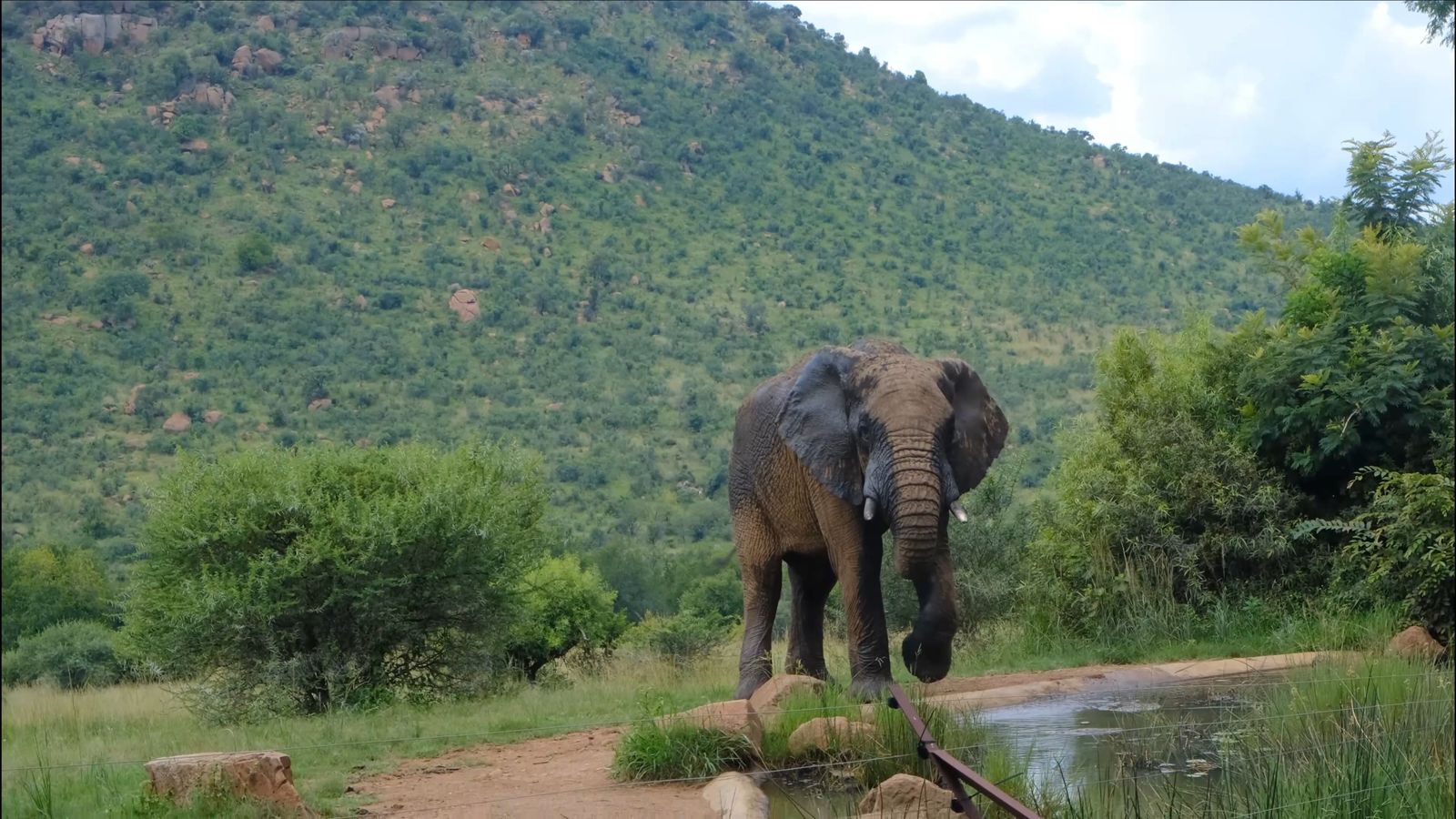 Elephant Videos, Download The BEST Free 4k Stock Video Footage ...