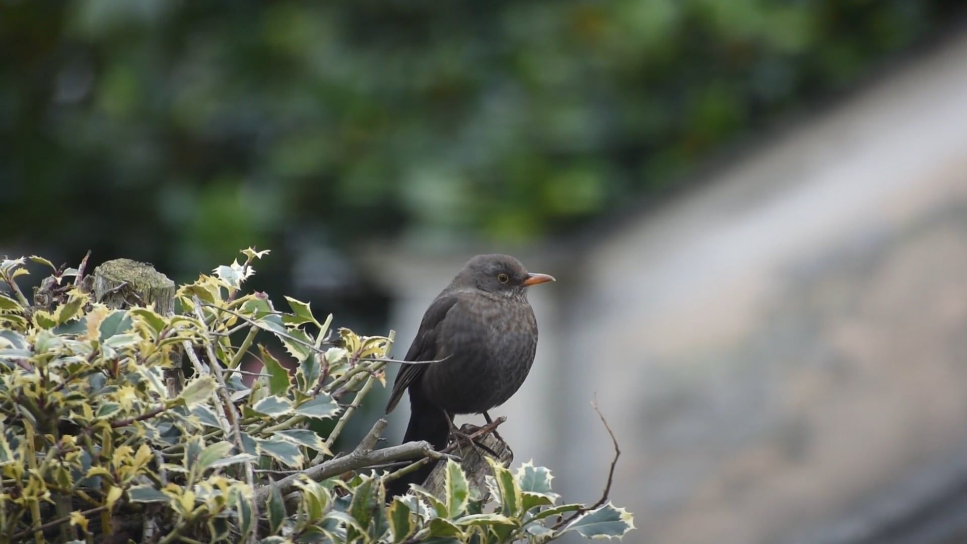 Common Blackbird Videos, Download The BEST Free 4k Stock Video Footage ...