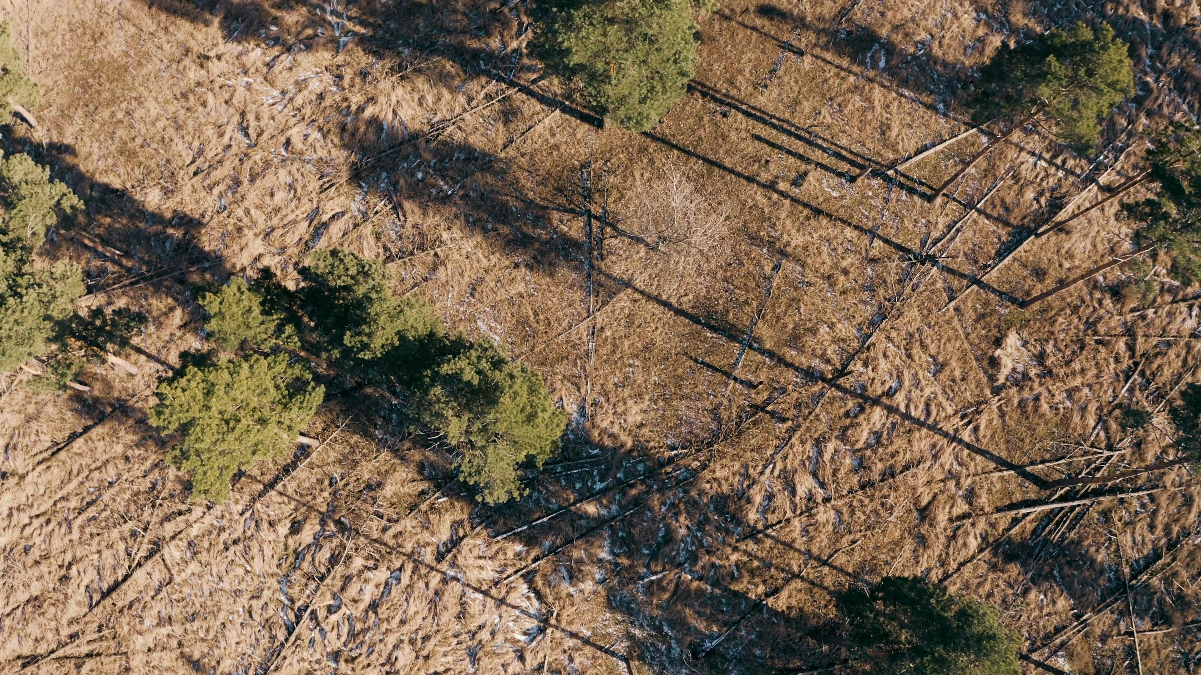 A Road In The Middle Of A Forest · Free Stock Video