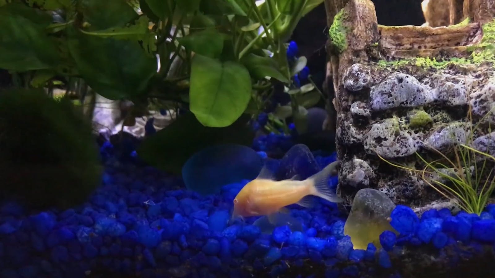 Aquarium Fish Videos, Download The BEST Free 4k Stock Video Footage ...