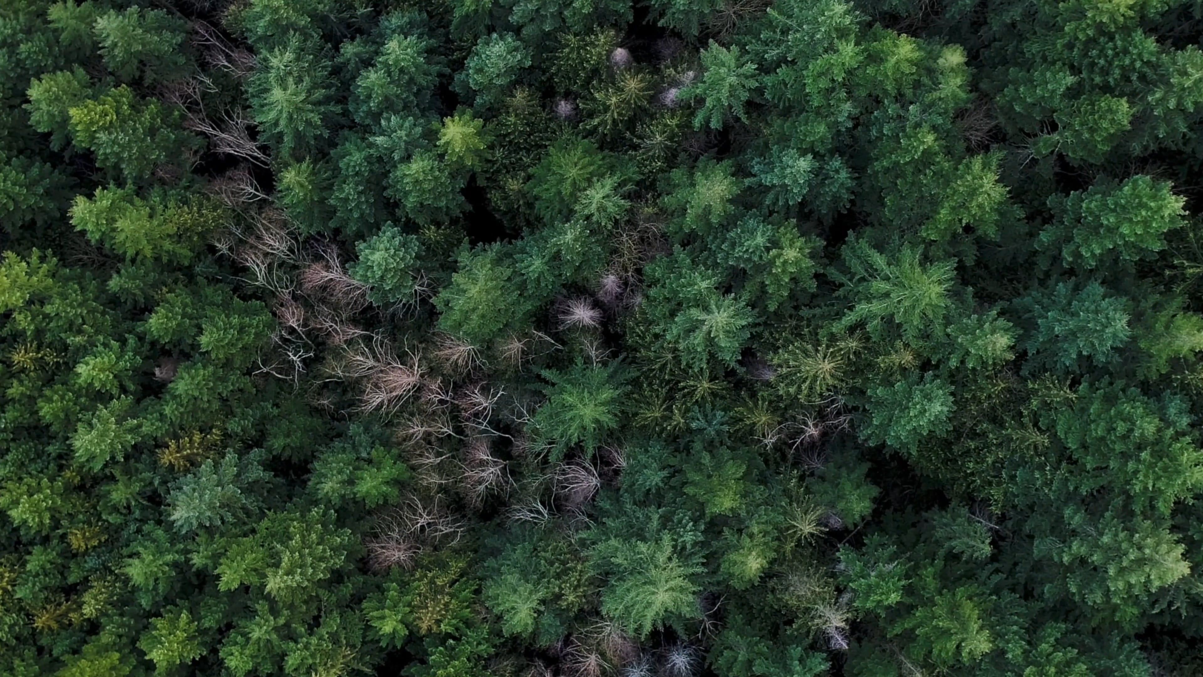Aerial View of the Trees in the Forest · Free Stock Video