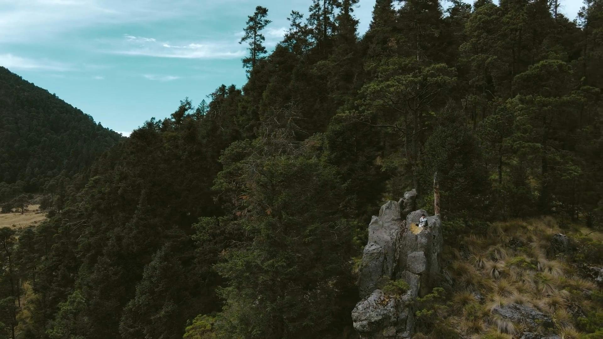 A Road In The Middle Of A Forest · Free Stock Video