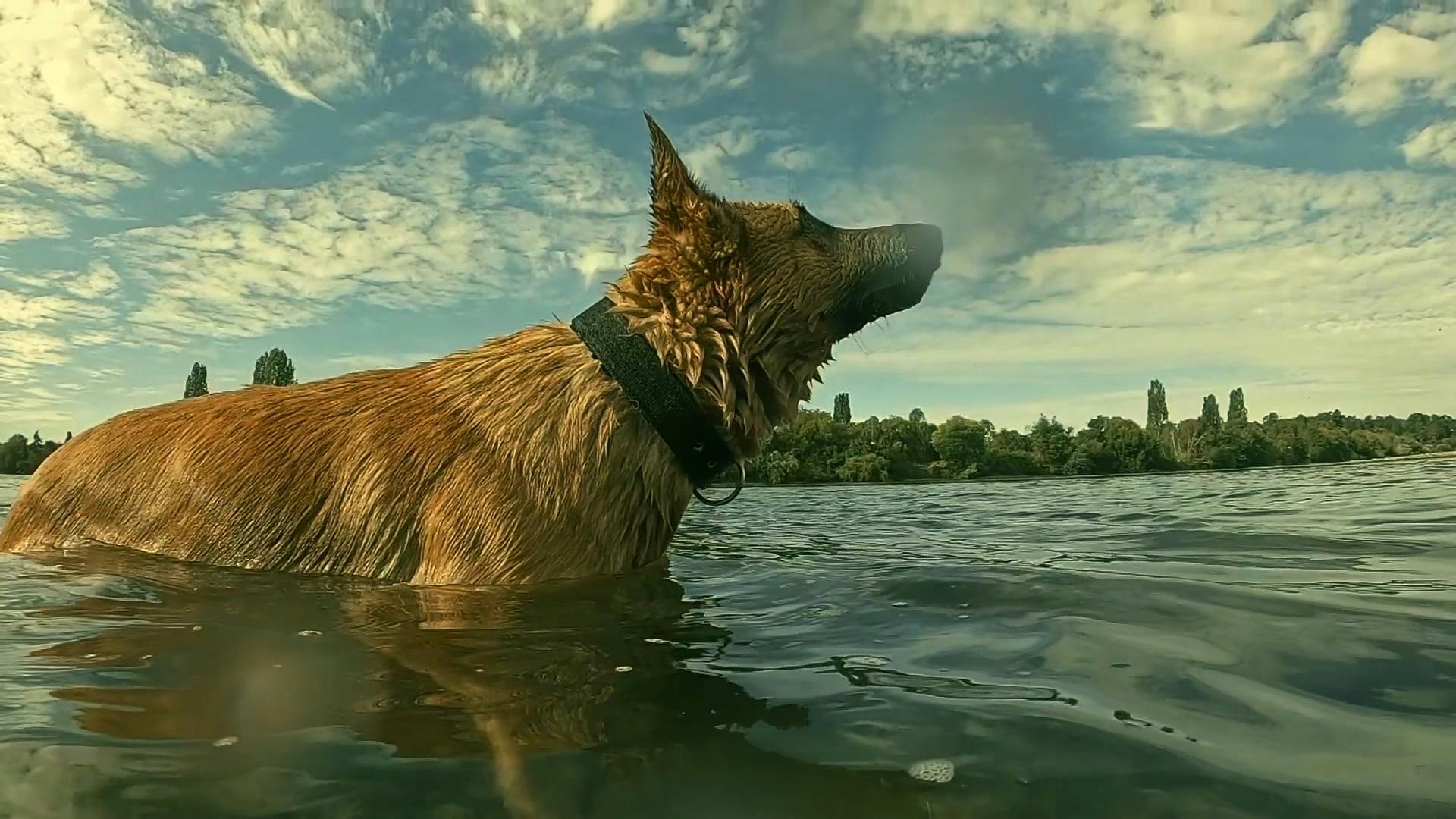 Dog Action Videos, Download The BEST Free 4k Stock Video Footage & Dog ...