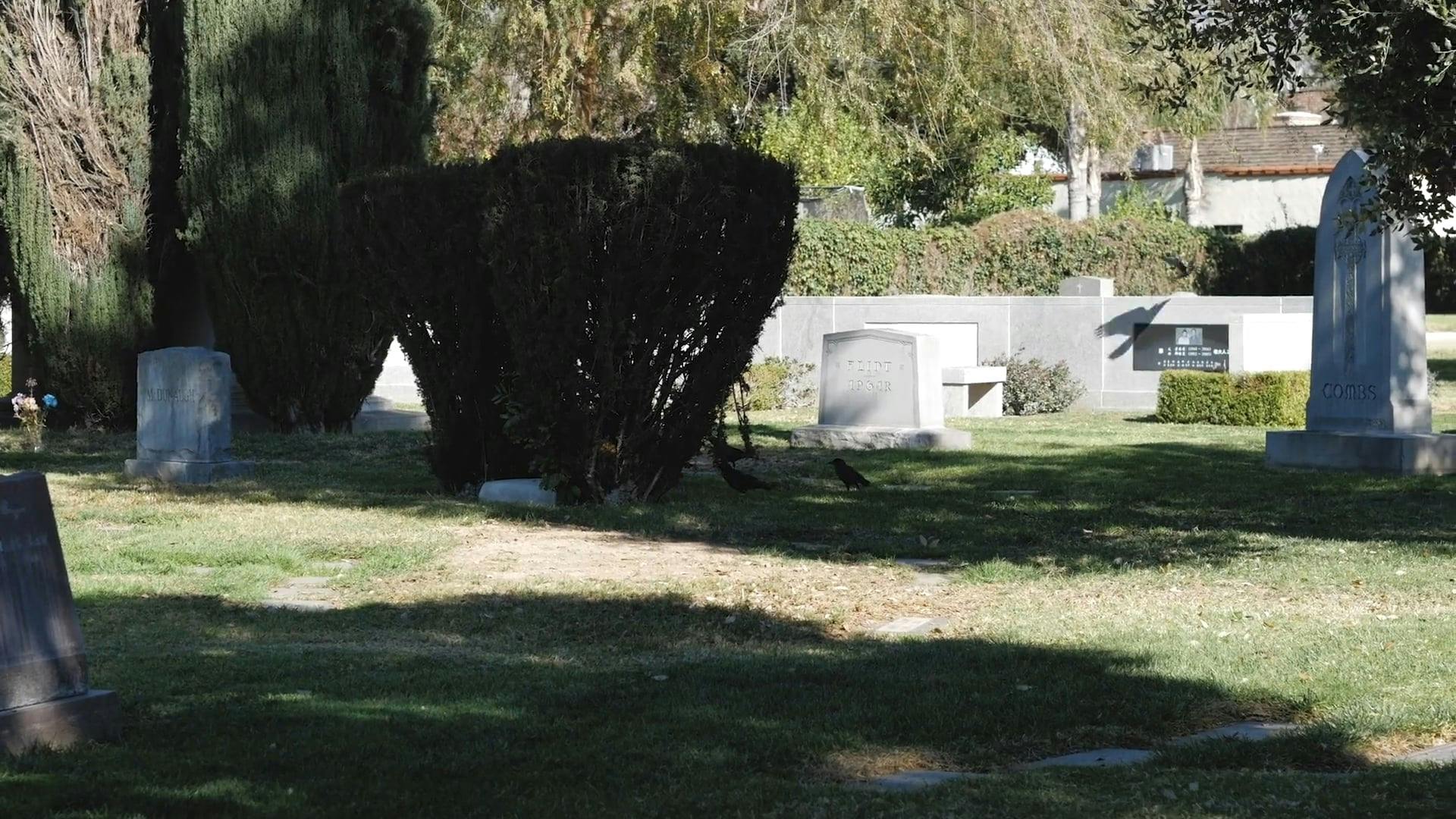 Birds Flying at the Cemetery Free Stock Video Footage, Royalty-Free 4K ...