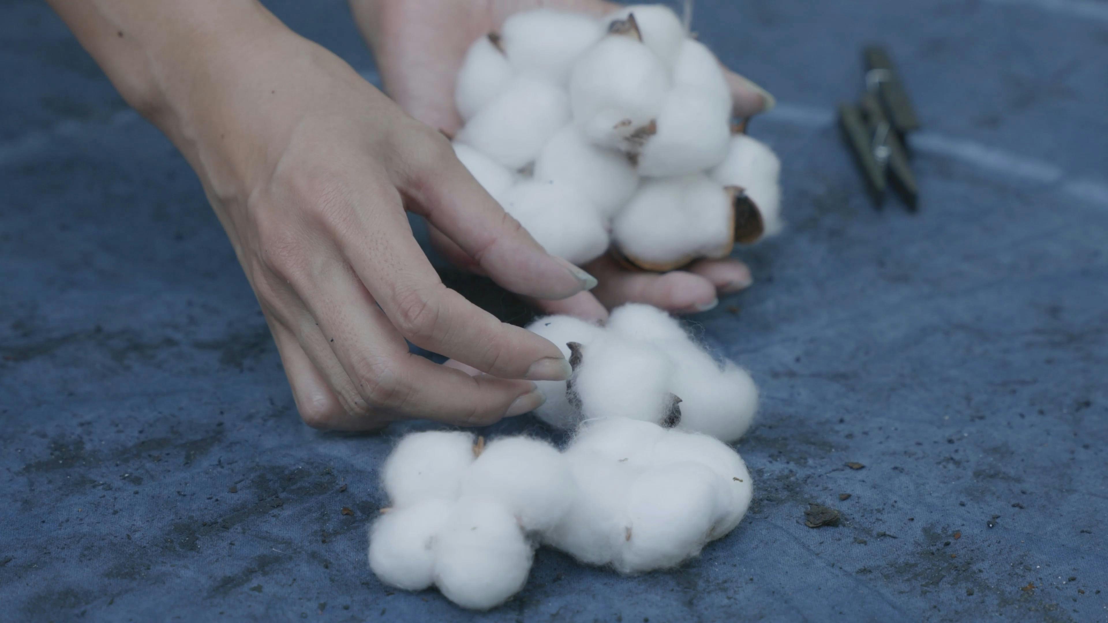 Cotton Industry Videos, Download The BEST Free 4k Stock Video Footage ...