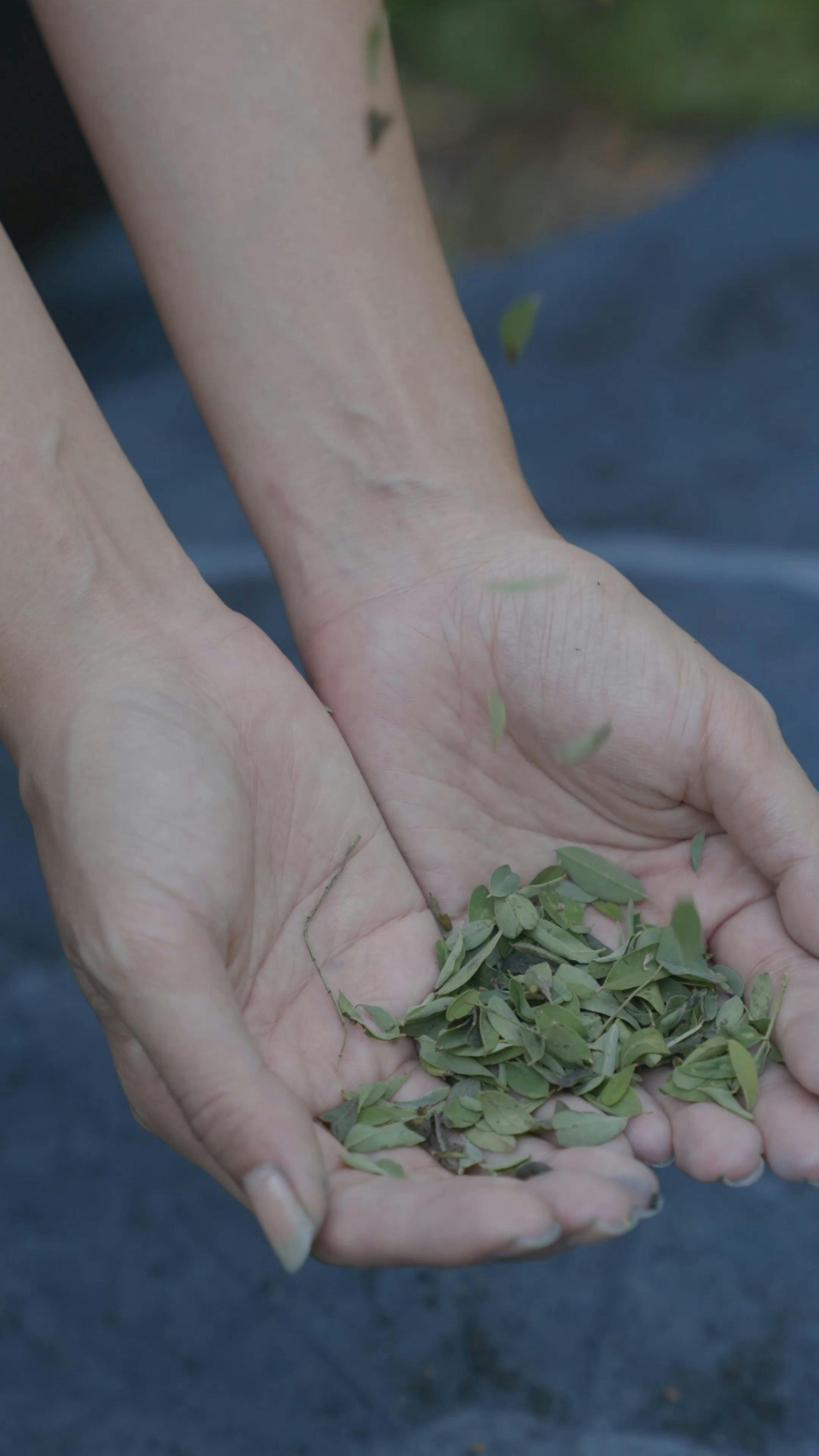 Hands Catching Falling Leaves Free Stock Video Footage, Royalty-Free 4K ...