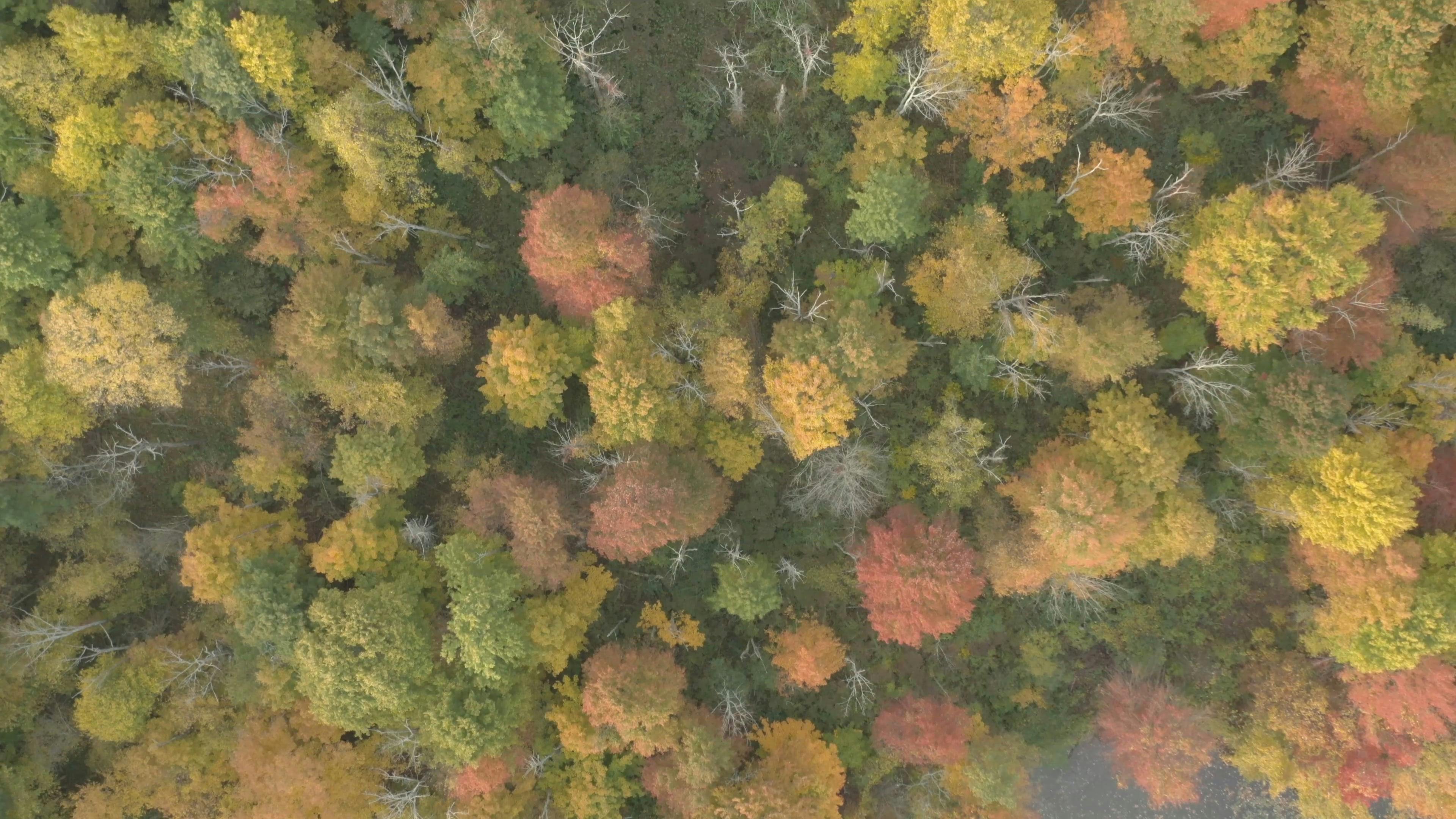 Drone View Of Autumn Colors · Free Stock Video