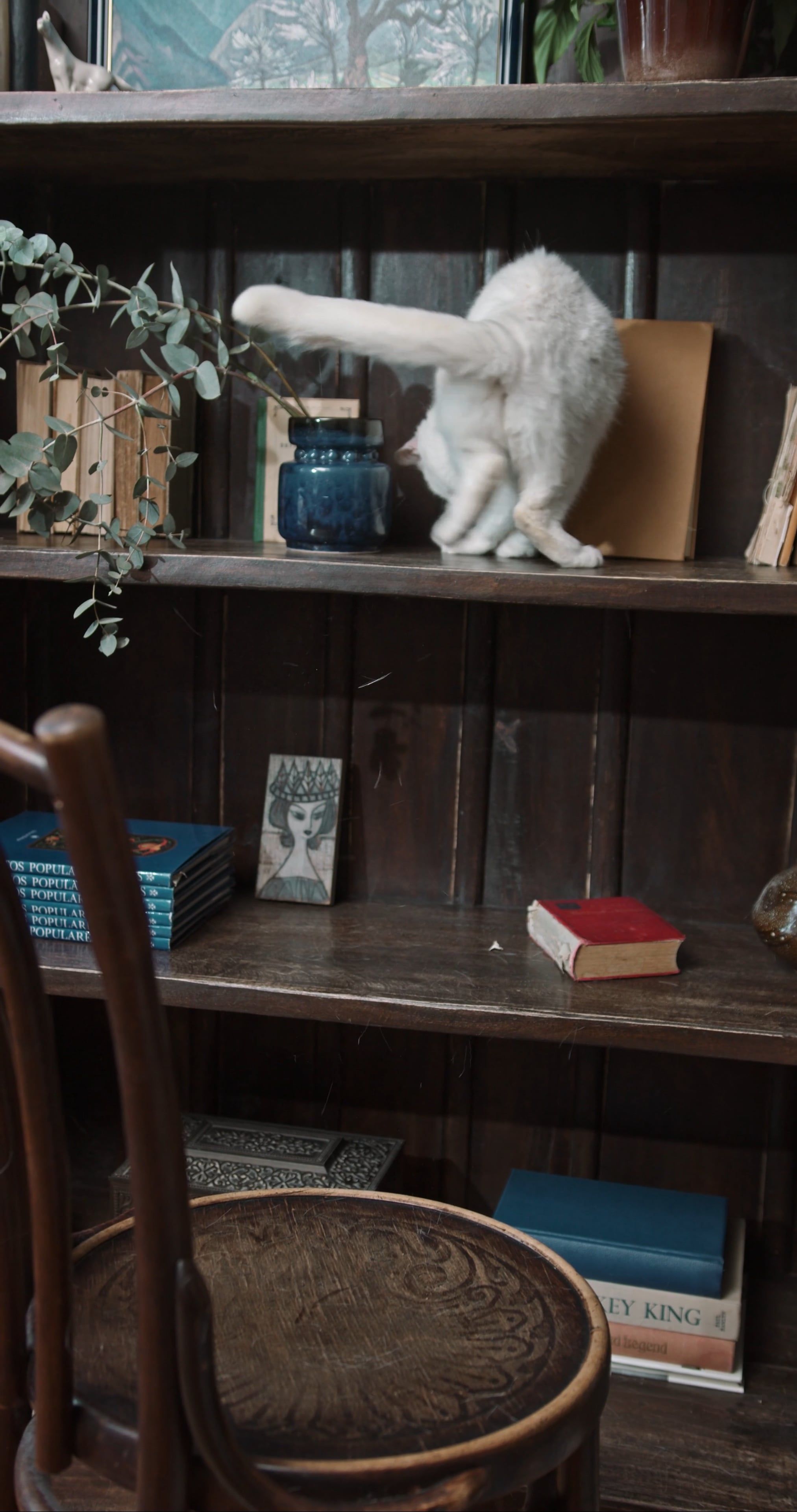 A White Cat Jumping Off From The Book Shelves · Free Stock Video