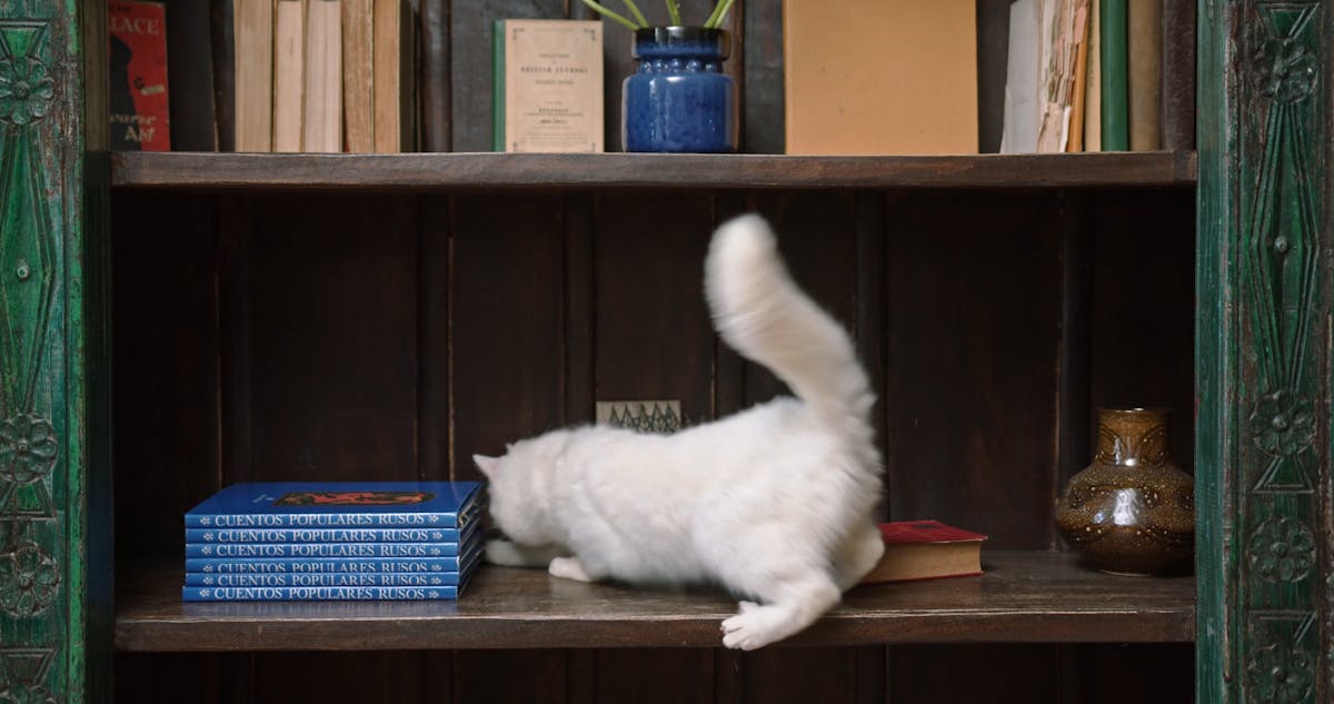 Awkward Videos, Download The BEST Free 4k Stock Video Footage & Awkward ...