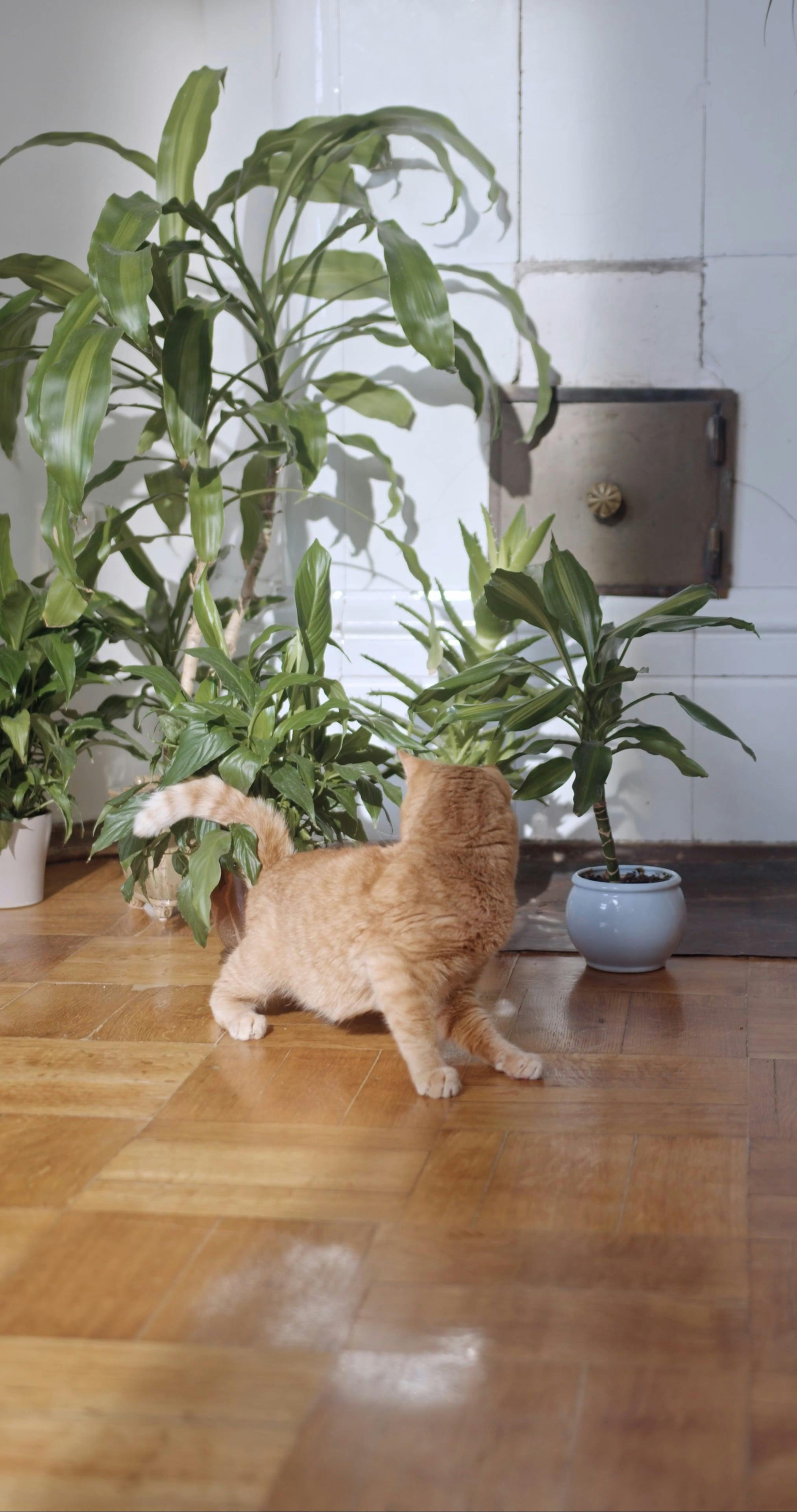 Cute Giffy For Memes Of Cats Videos, Download The BEST Free 4k Stock ...