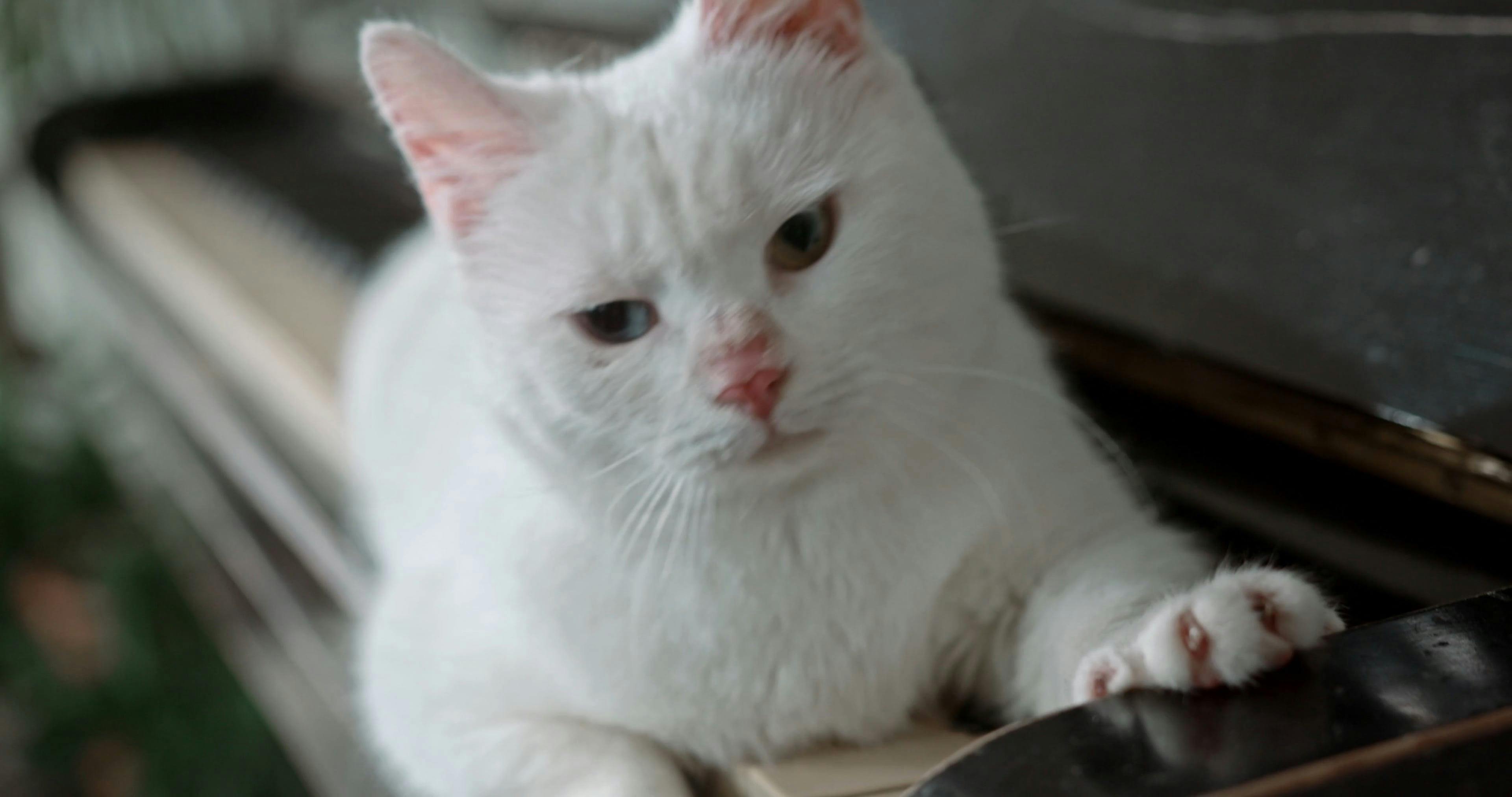 Zen Key Videos, Download The BEST Free 4k Stock Video Footage & Zen Key ...