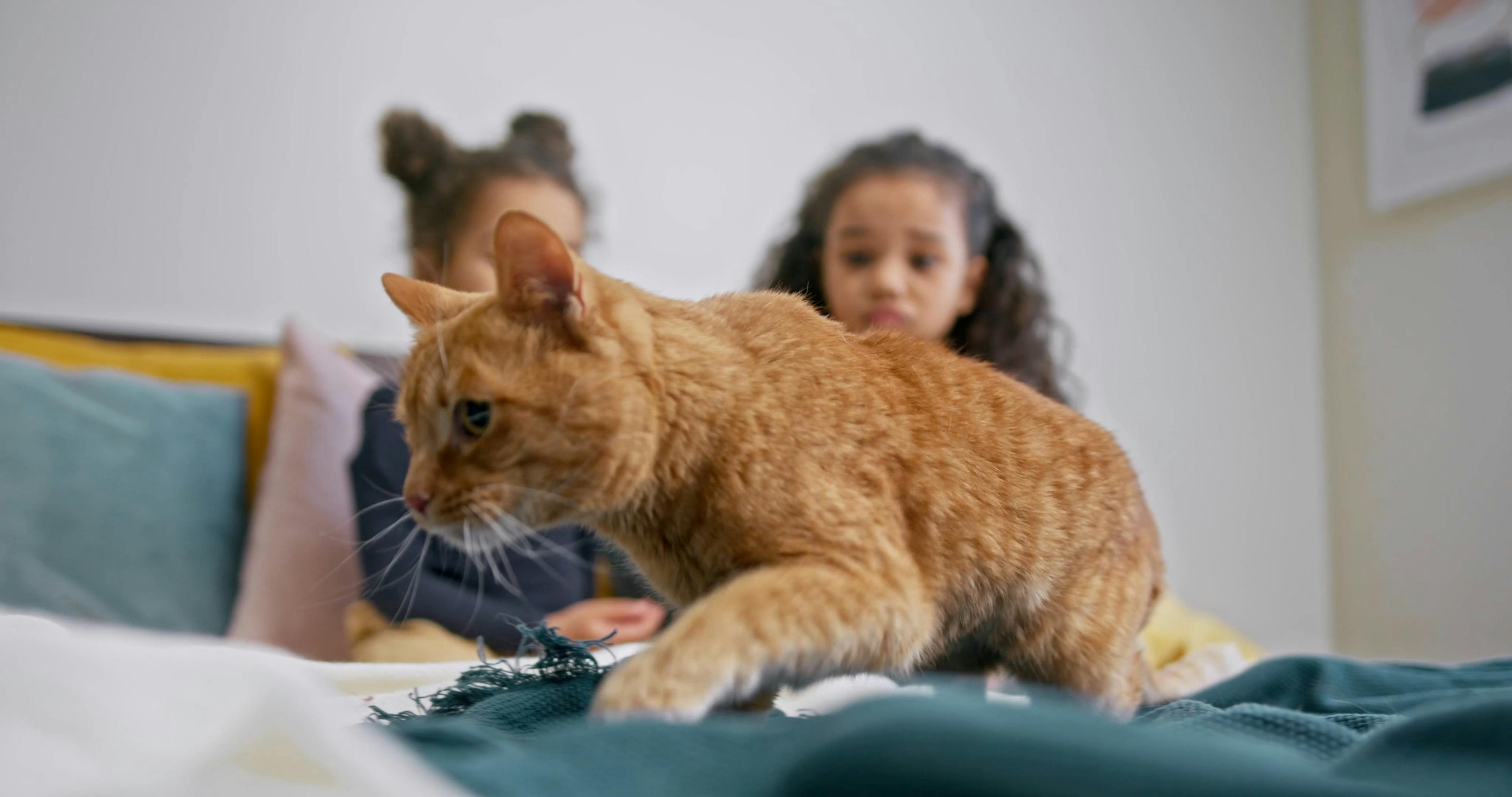 Cat Crawling Videos, Download The BEST Free 4k Stock Video Footage ...