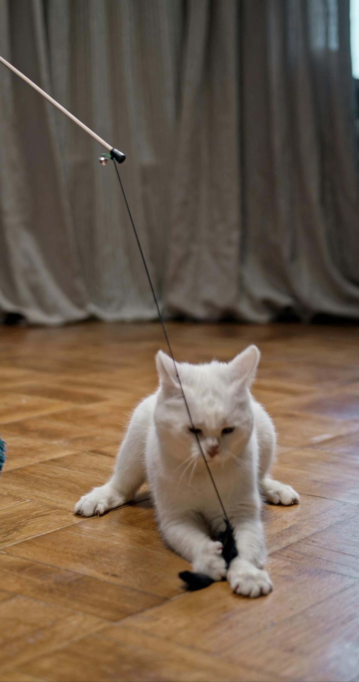 Funny Cat Videos, Download The BEST Free 4k Stock Video Footage & Funny ...