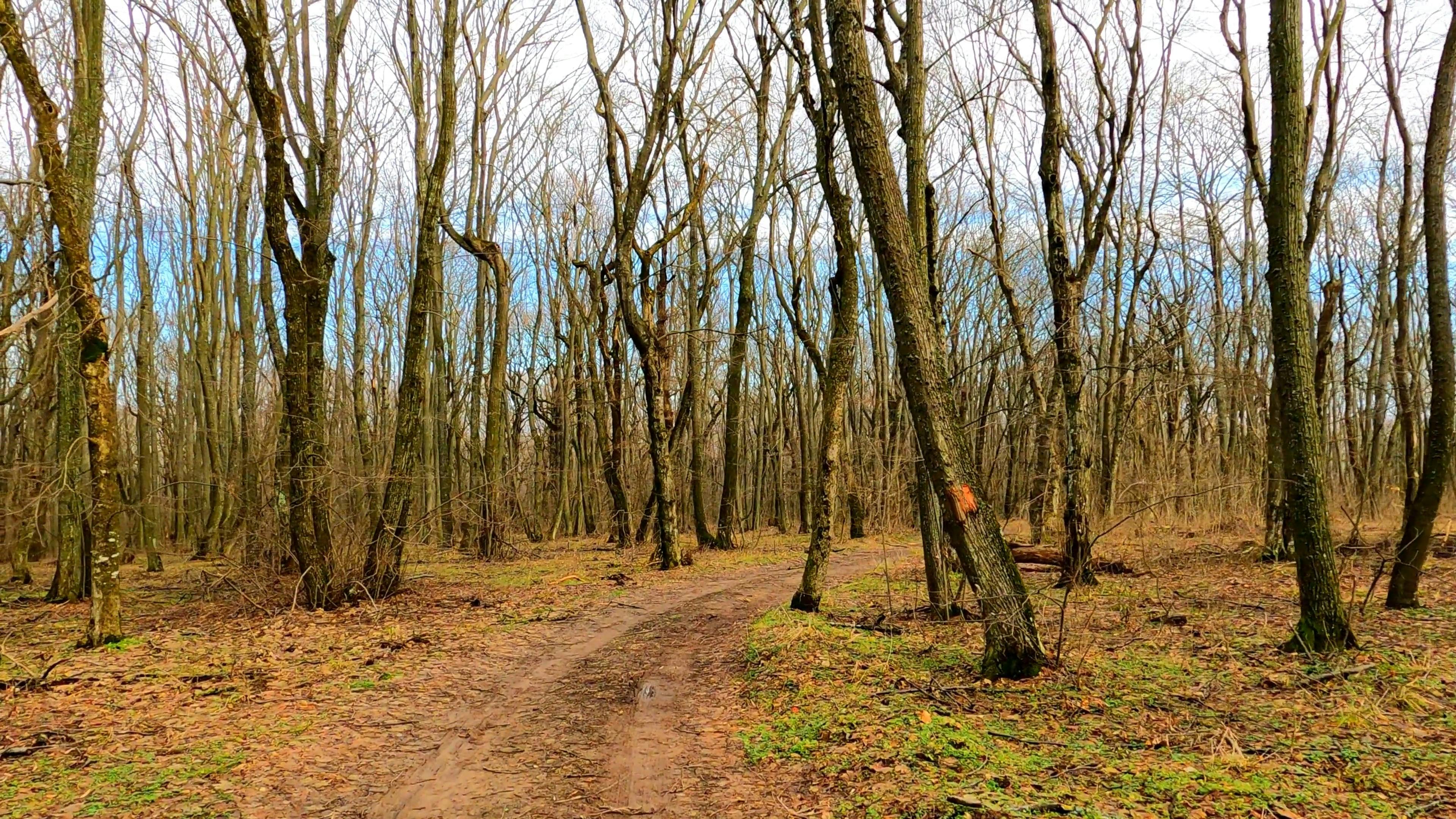 A Video Footage of Leafless Trees · Free Stock Video