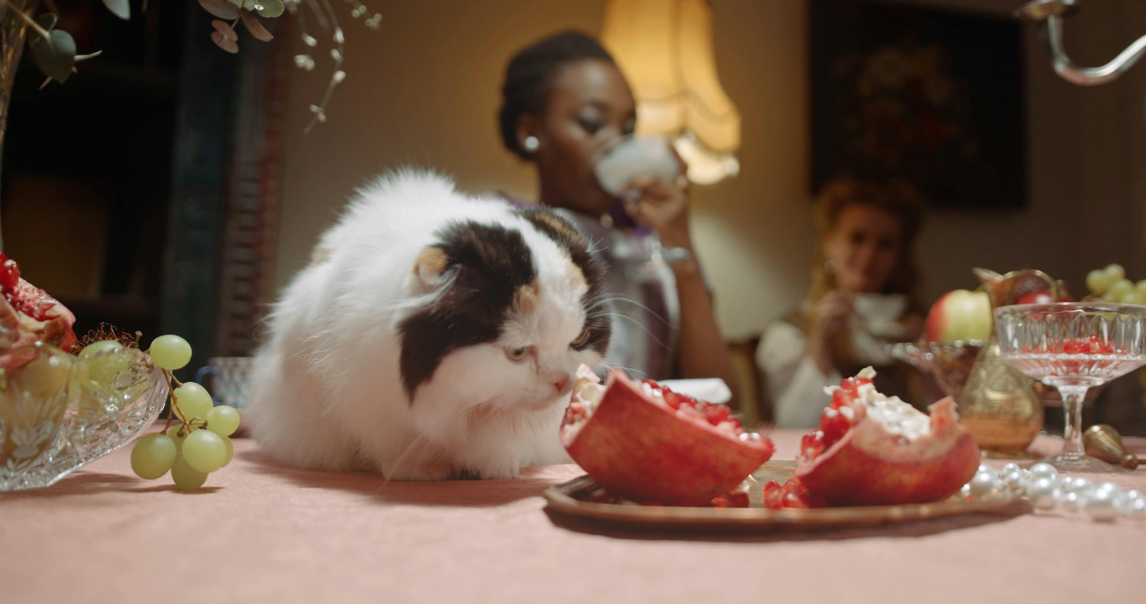 A Cat On The Dining Table Free Stock Video Footage, Royalty-Free 4K ...