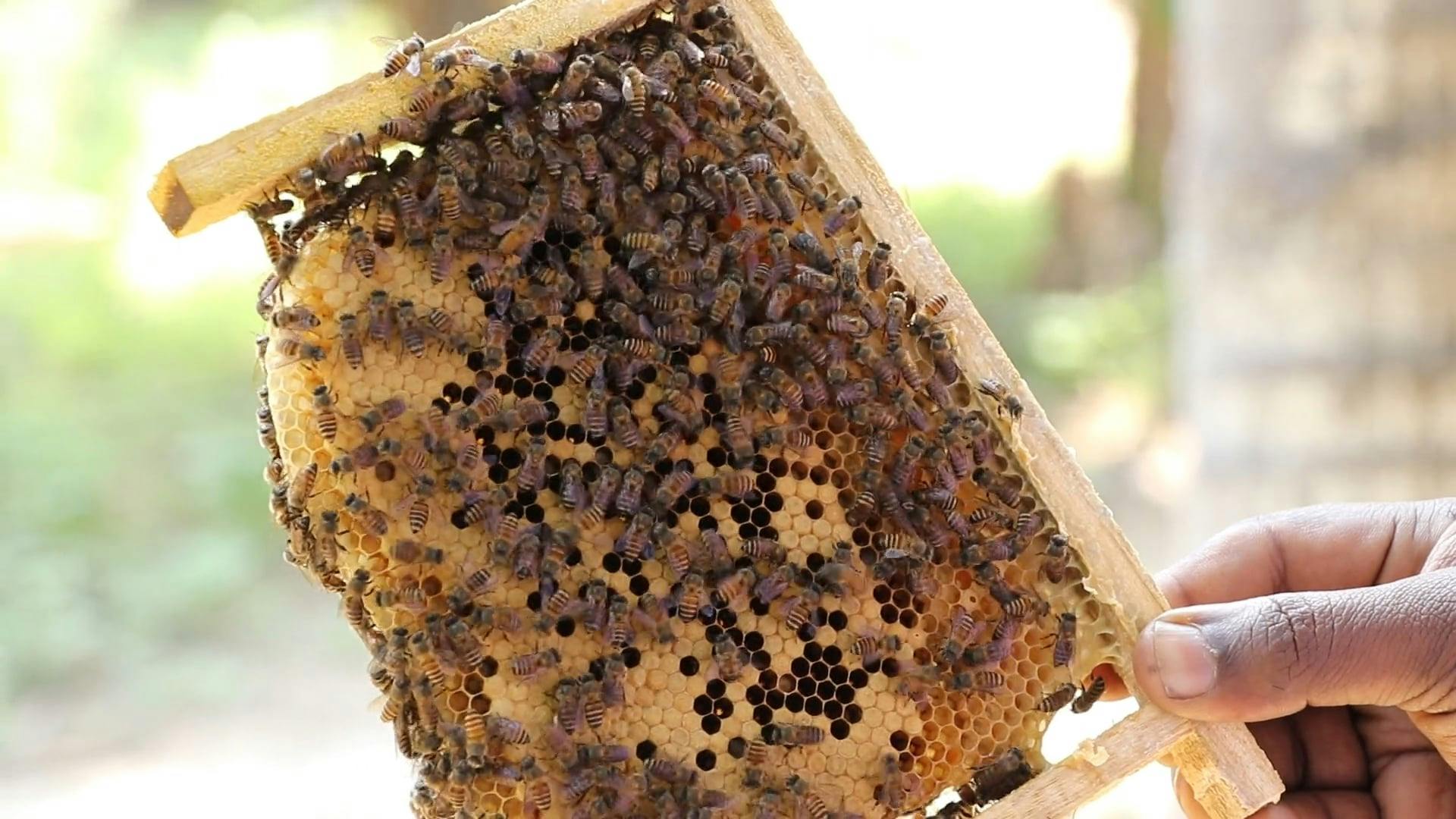 Insect Cells Videos, Download The BEST Free 4k Stock Video Footage ...