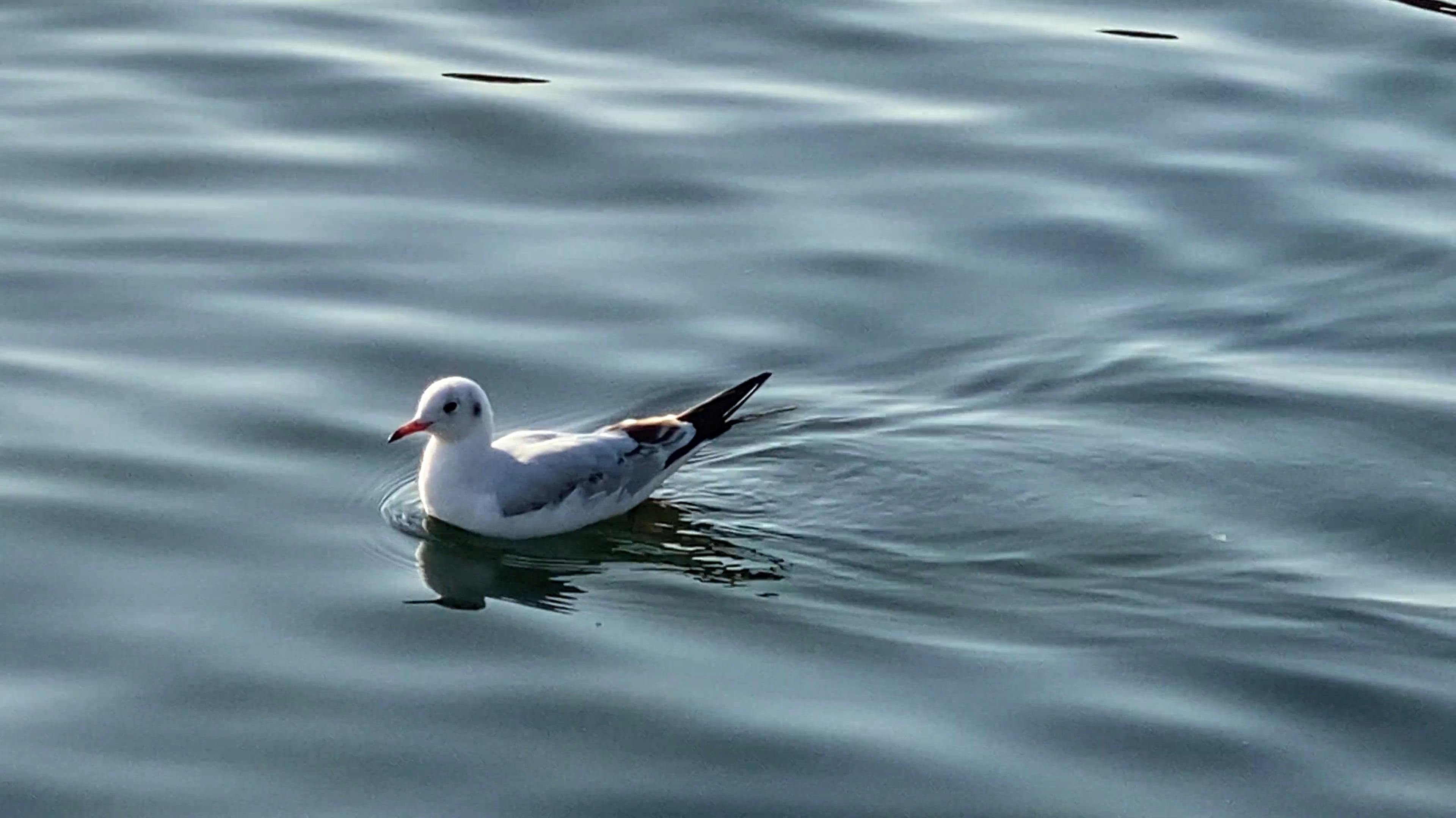 White Bird Floating on Water Free Stock Video Footage, Royalty-Free 4K ...