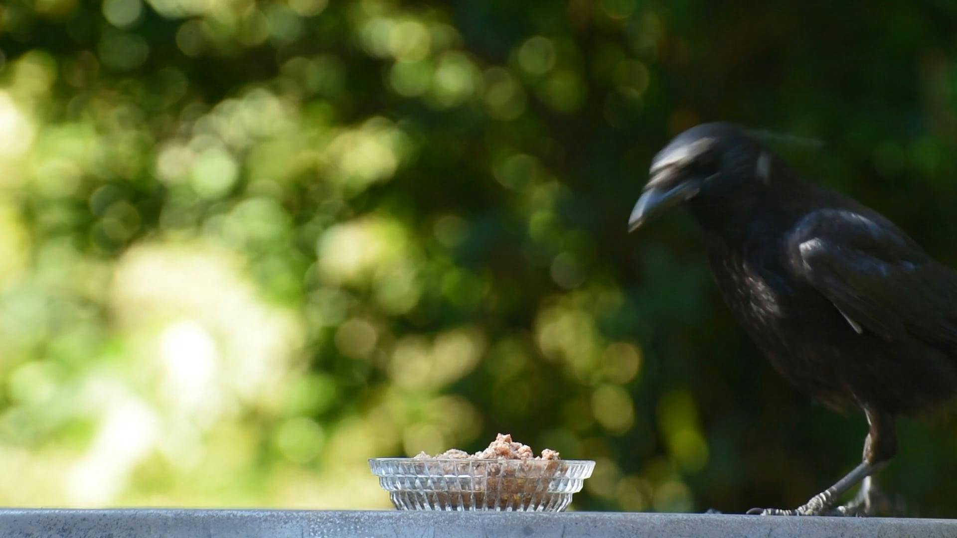 A Crow Bird Eating Food on the Glass Bowl · Free Stock Video