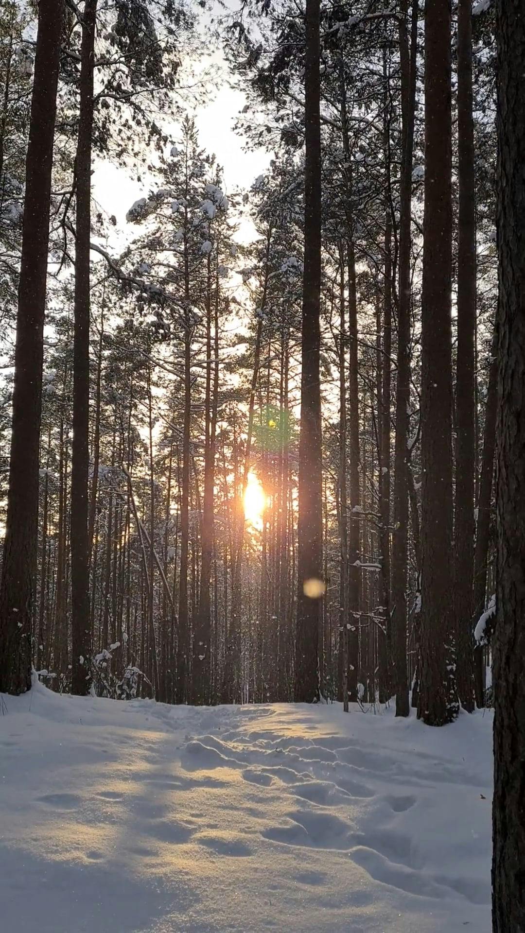 Snowfall Video Loop Videos, Download The BEST Free 4k Stock Video ...