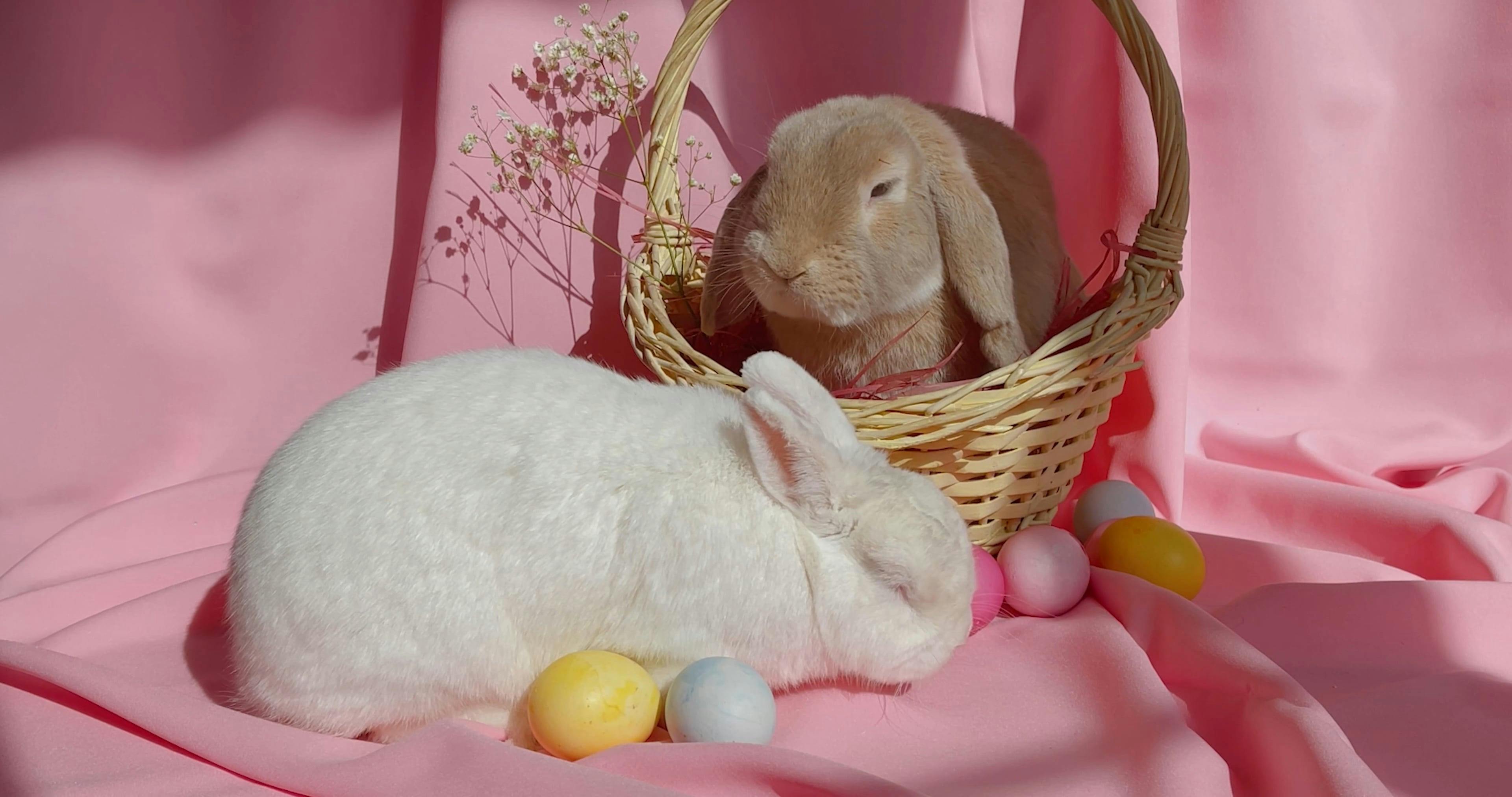 Rabbits Used As Easter Bunnies · Free Stock Video