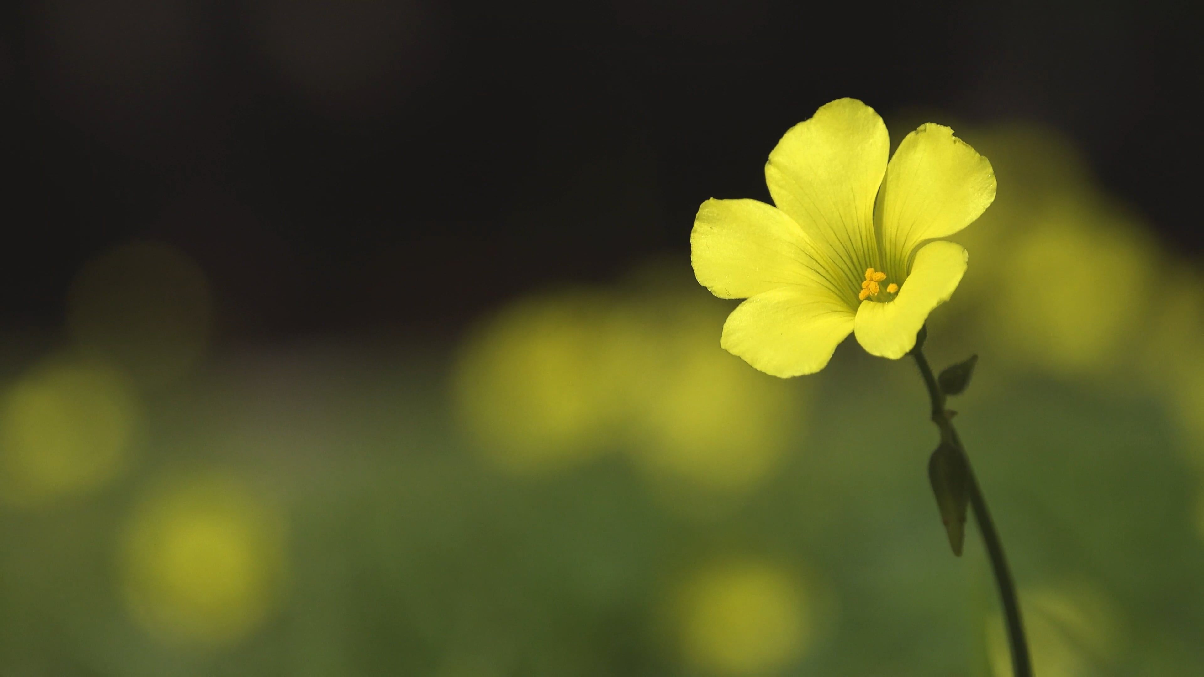 A Flower Swaying with the Wind Free Stock Video Footage, Royalty-Free ...