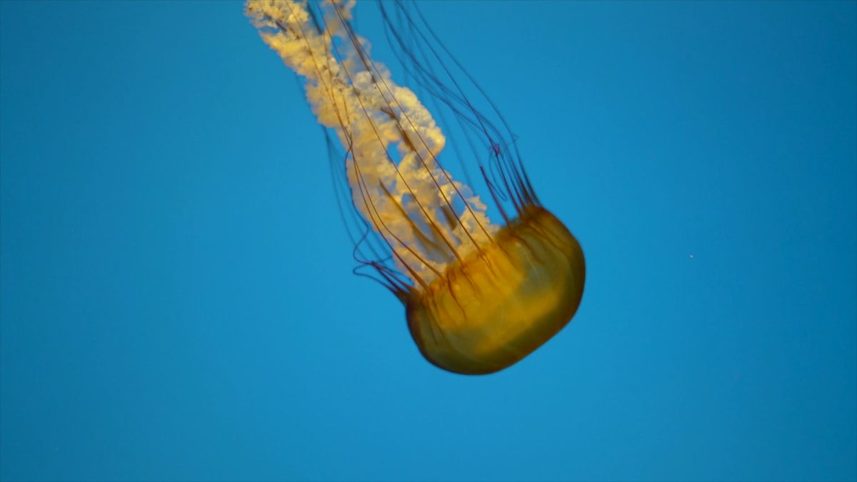 Jellyfish Videos, Download The BEST Free 4k Stock Video Footage ...