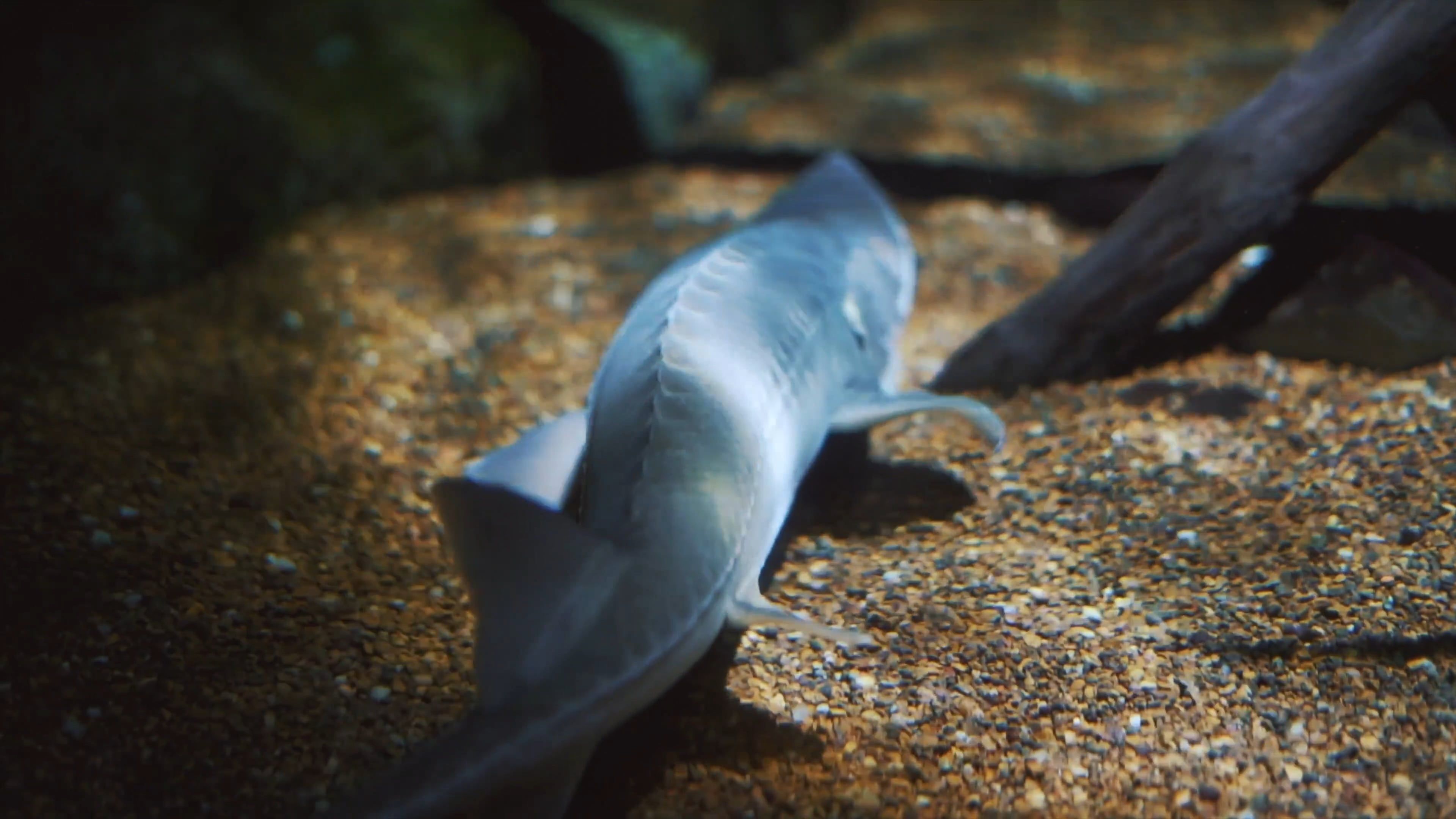 A Sturgeon Swimming · Free Stock Video