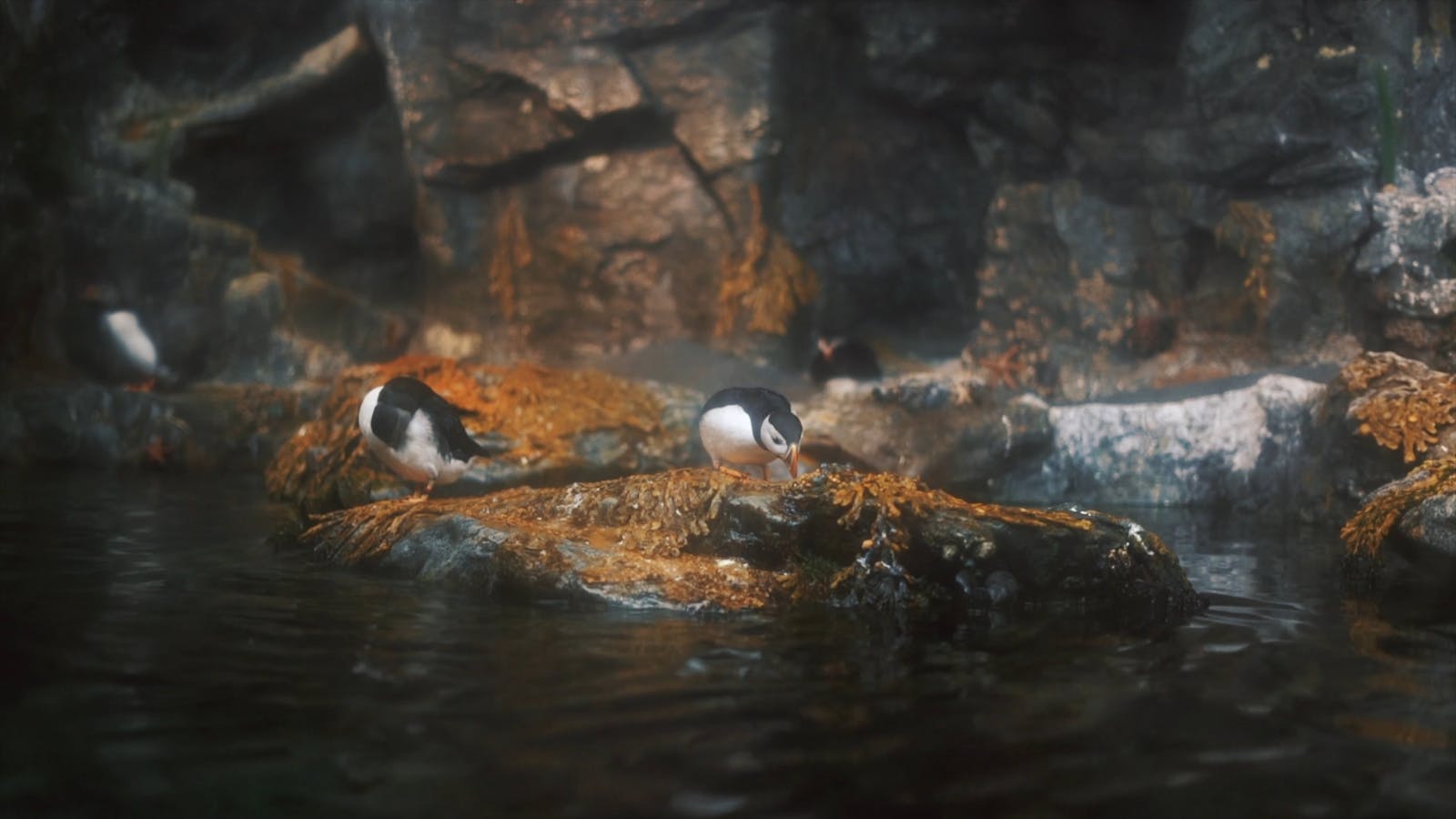 Puffin Videos, Download The BEST Free 4k Stock Video Footage & Puffin ...