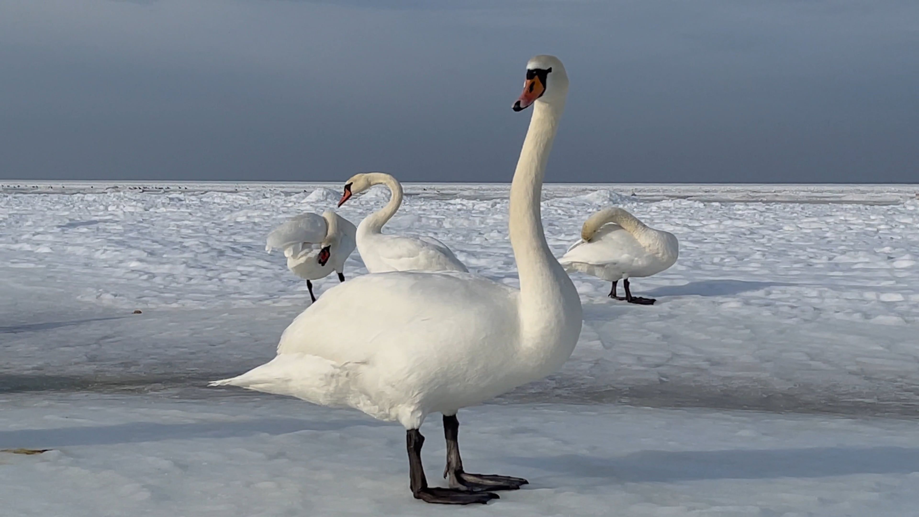 Bevy of White Swans on Snowy Field Free Stock Video Footage, Royalty ...