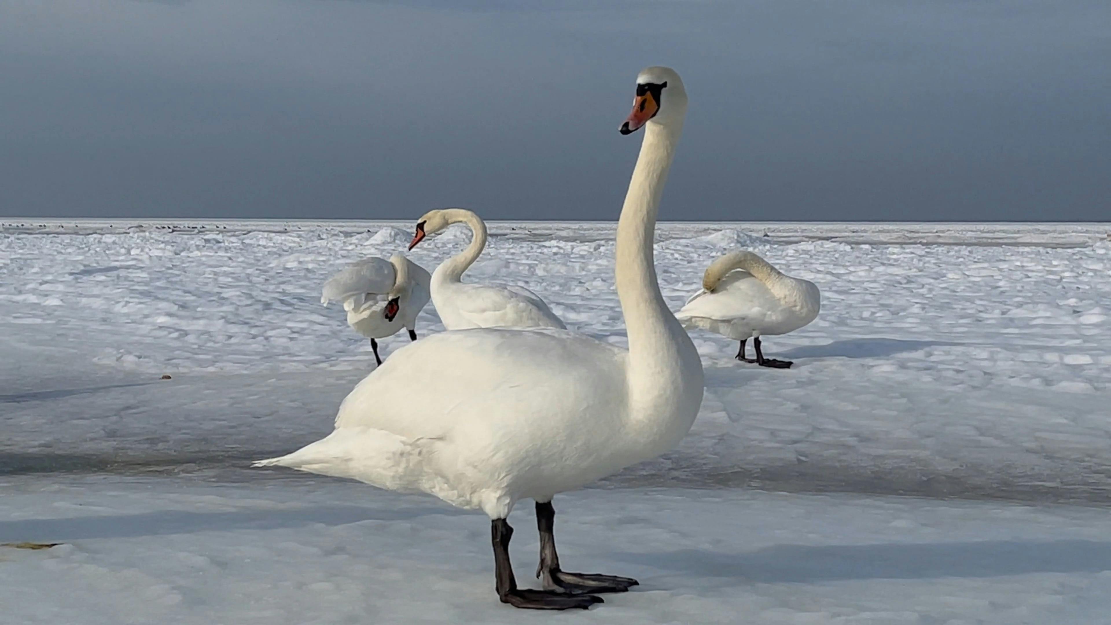 Bevy of White Swans on Snowy Field · Free Stock Video