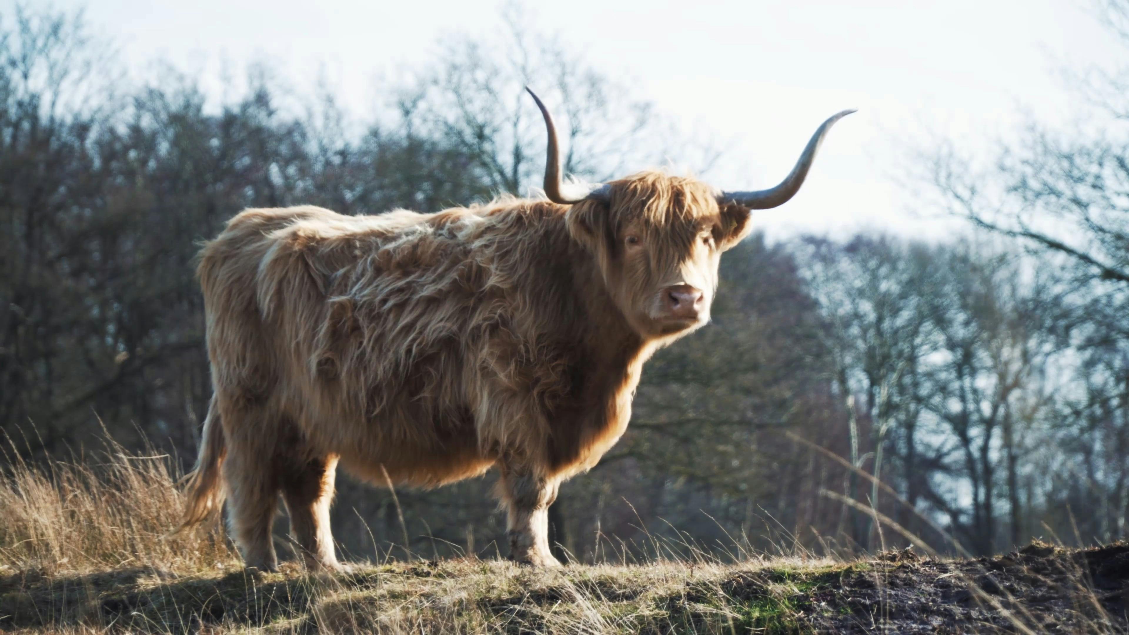 Hairy Cattle Videos, Download The BEST Free 4k Stock Video Footage ...