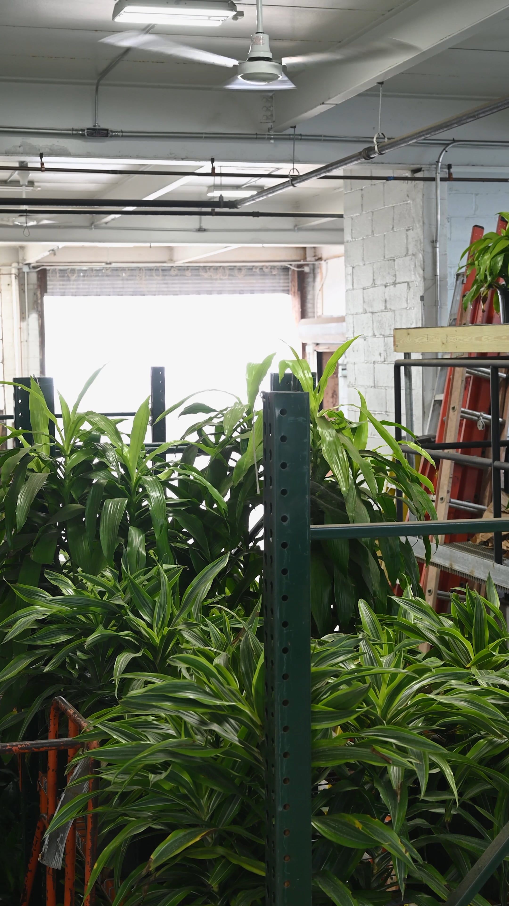 Plants inside a Room with a Ceiling Fan Free Stock Video Footage ...