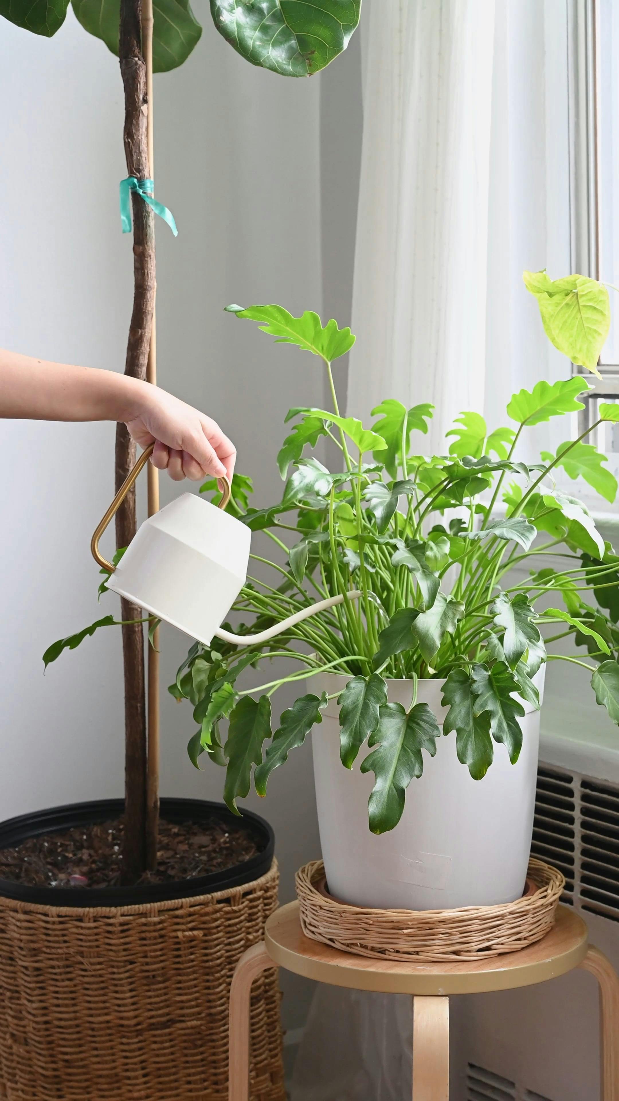 A Person Watering Plants Free Stock Video Footage, Royalty-Free 4K & HD ...