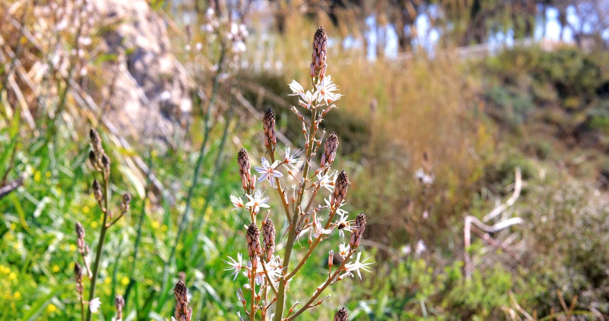 Bud Background Videos, Download The BEST Free 4k Stock Video Footage ...
