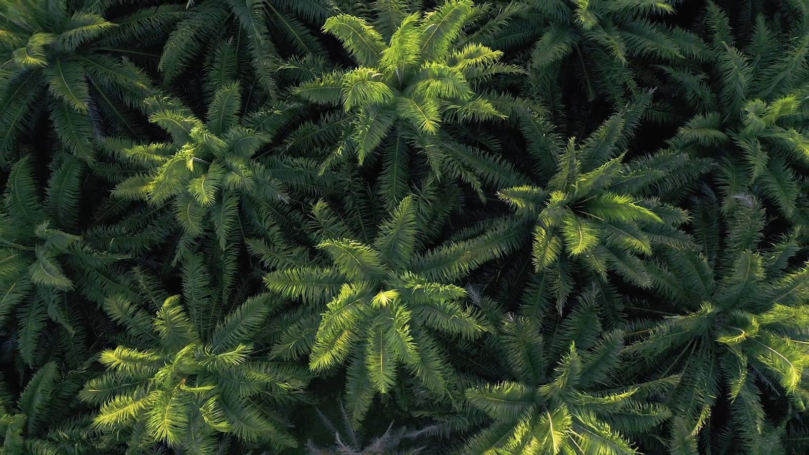 Amazon+Pueo+Ico Videos, Download The BEST Free 4k Stock Video Footage ...