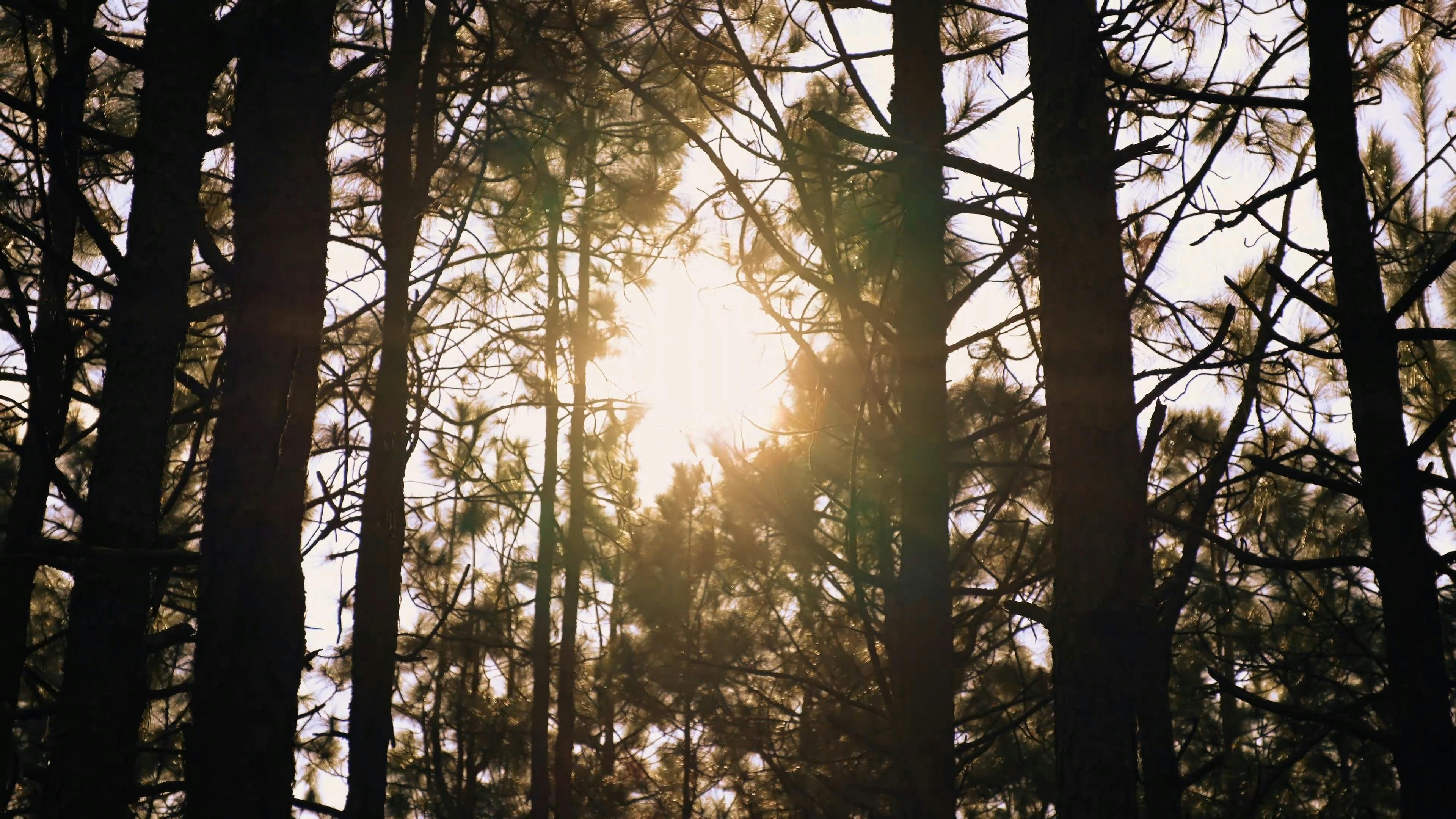 Trees Moving By Themselves Videos, Download The BEST Free 4k Stock ...