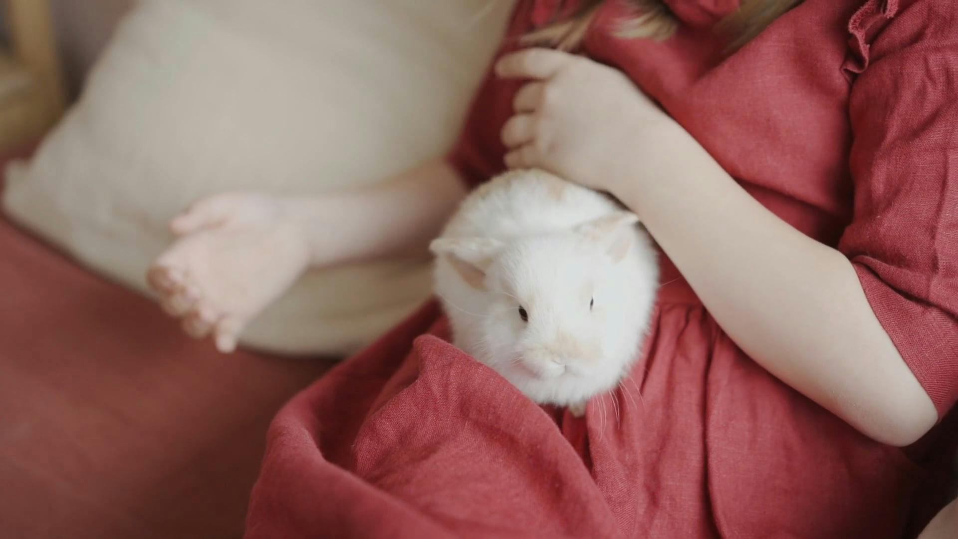 A Young Girl Petting a Rabbit Free Stock Video Footage, Royalty-Free 4K ...