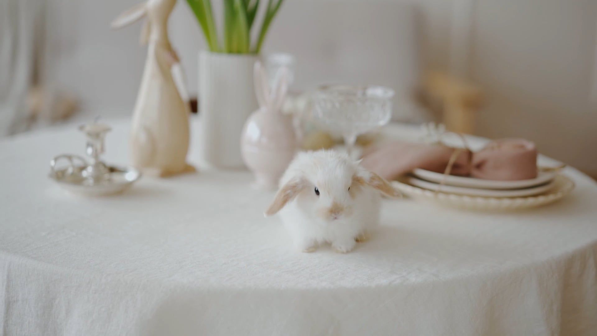 Rabbit on Top of a Table Free Stock Video Footage, Royalty-Free 4K & HD ...