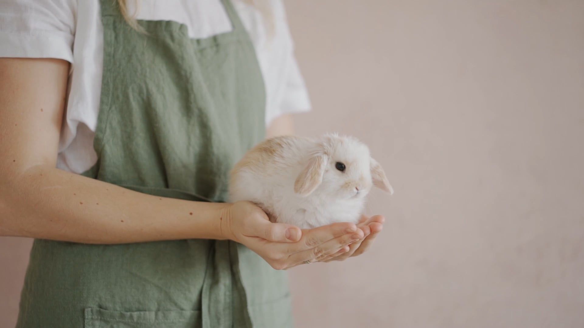 Person Wearing Apron Holding Rabbit Free Stock Video Footage, Royalty ...