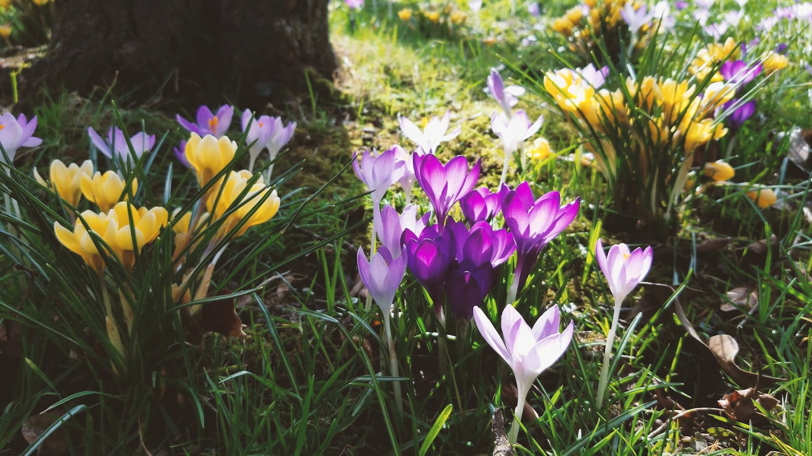 Calming Nature Videos, Download The BEST Free 4k Stock Video Footage ...